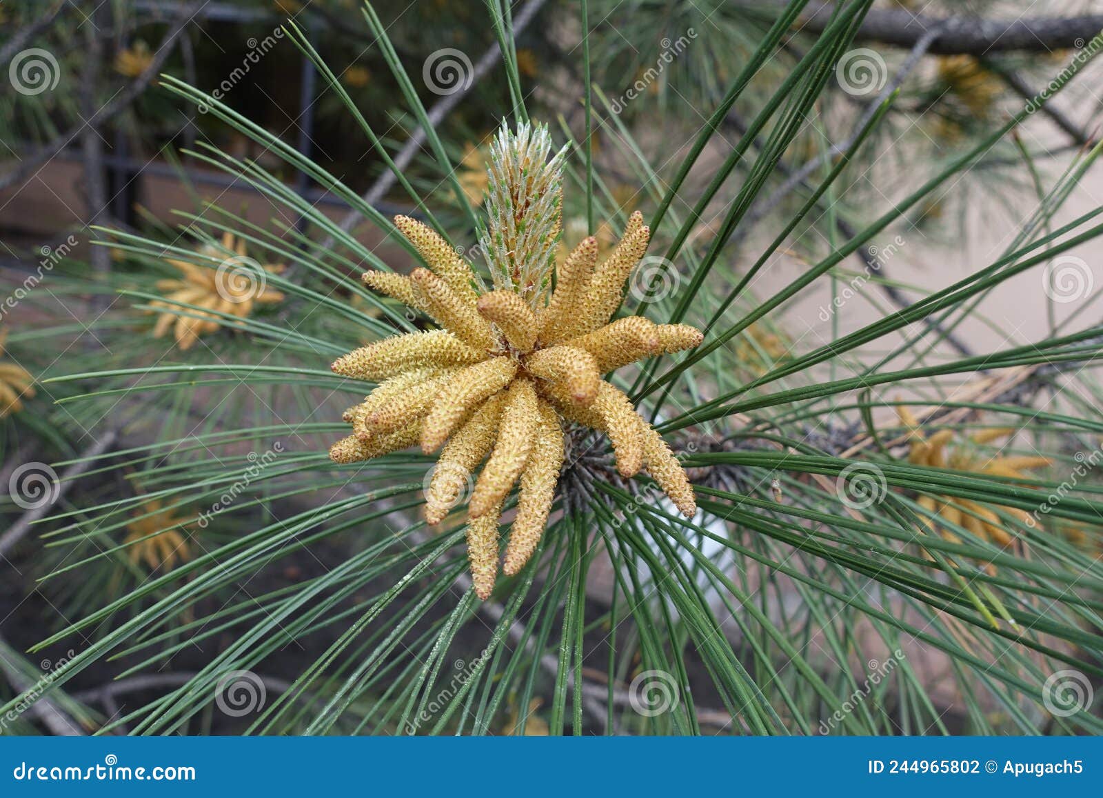 Close View of Pollen Cone of Pinus Sylvestris Stock Photo - Image of ...