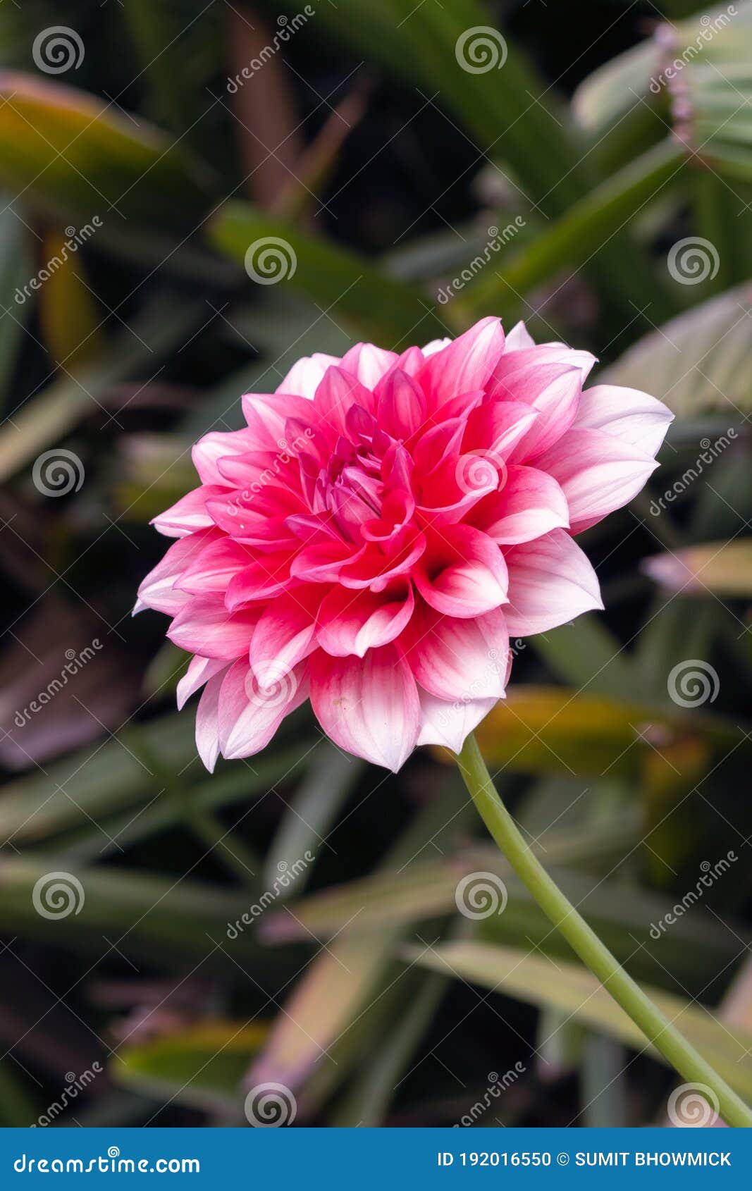 Close View of a Red Daisy Flower Facing Left Hand Side in the Park in ...
