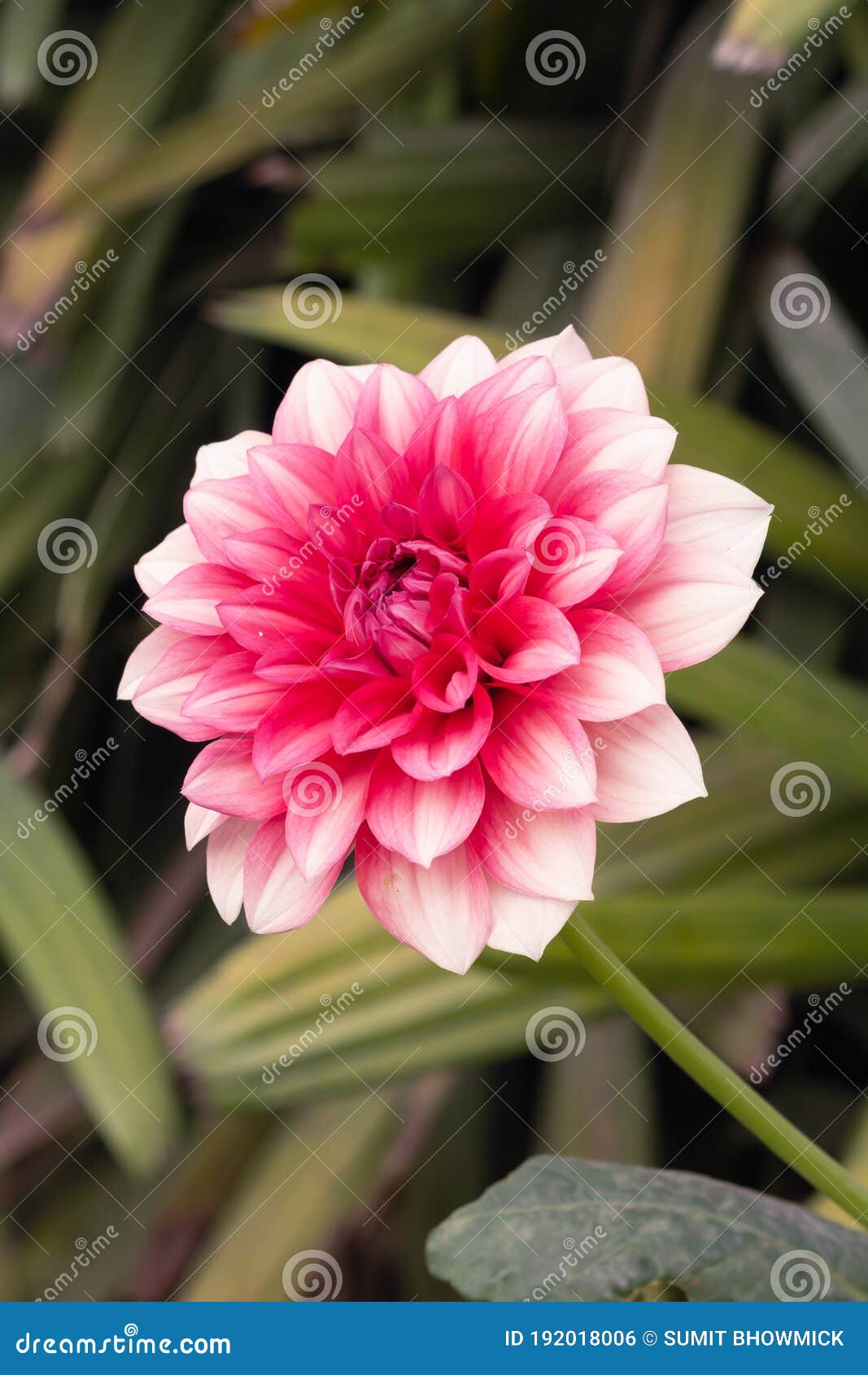 Close View of a Red Daisy Flower Facing Left Hand Side in the Park in ...