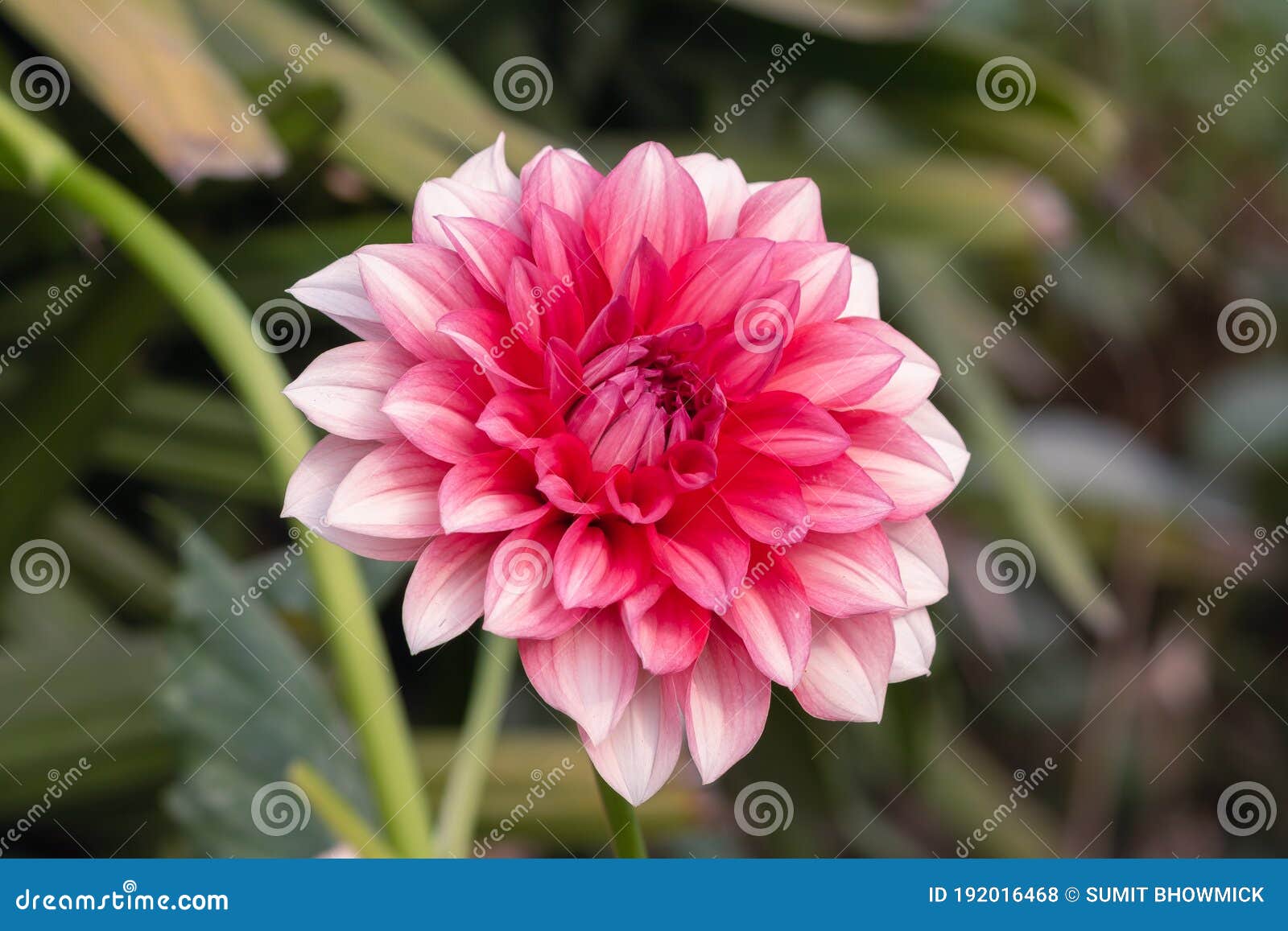 Close View of Red Daisy Flower Facing Right Hand Side in the Park Stock ...