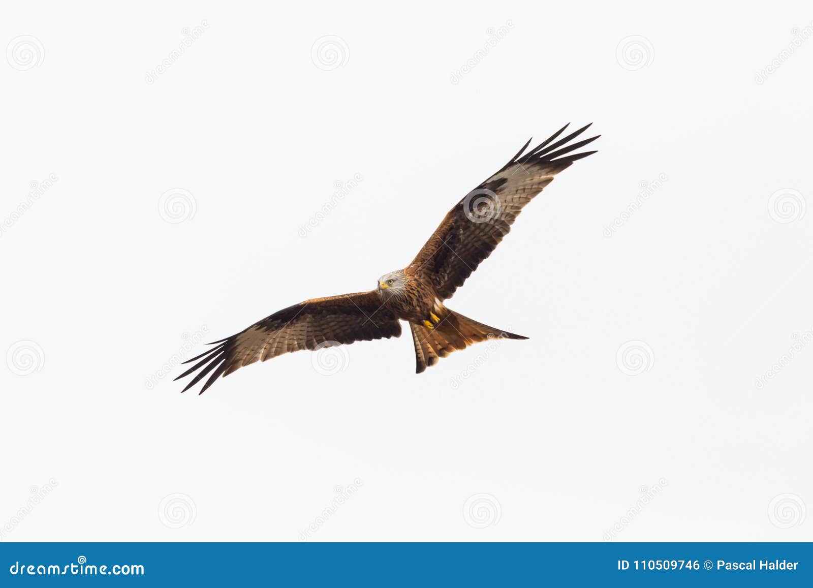 Close View Red Kite Bird in Flight Milvus Milvus, Spread Wings Stock ...