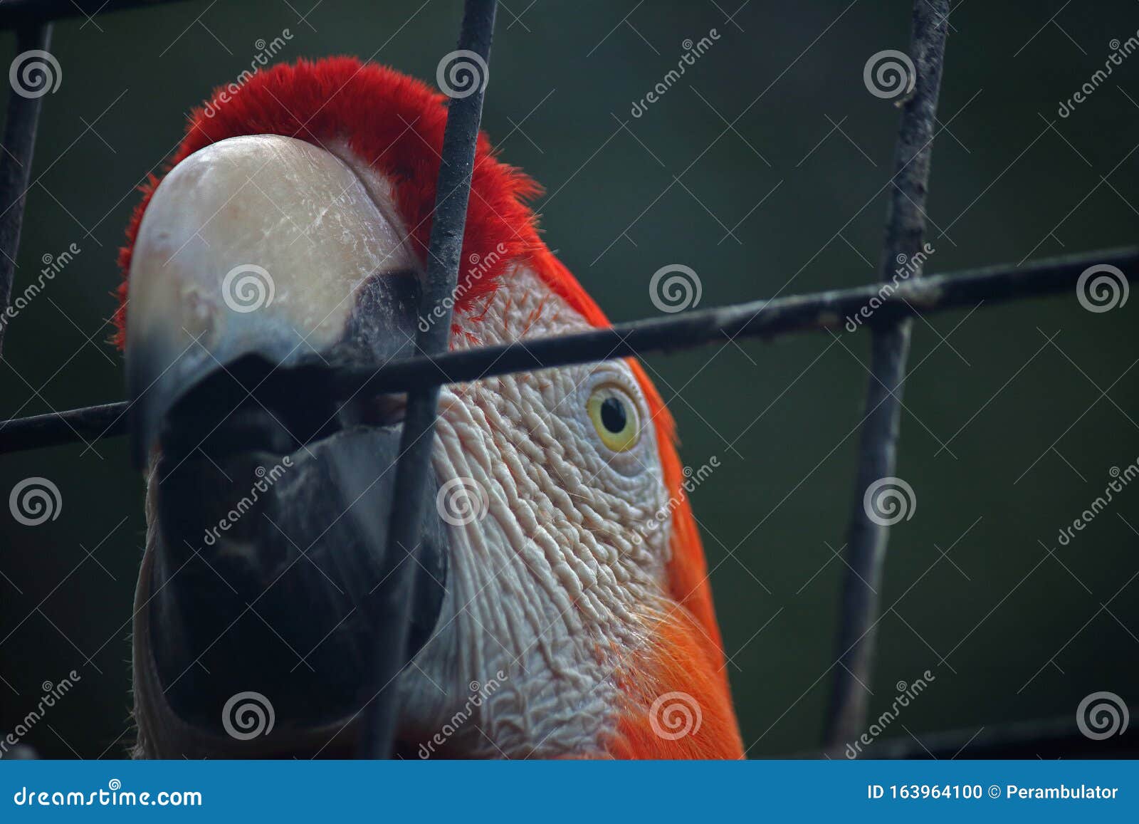 CLOSE VIEW of a RED PARROT stock photo. Image of green - 163964100