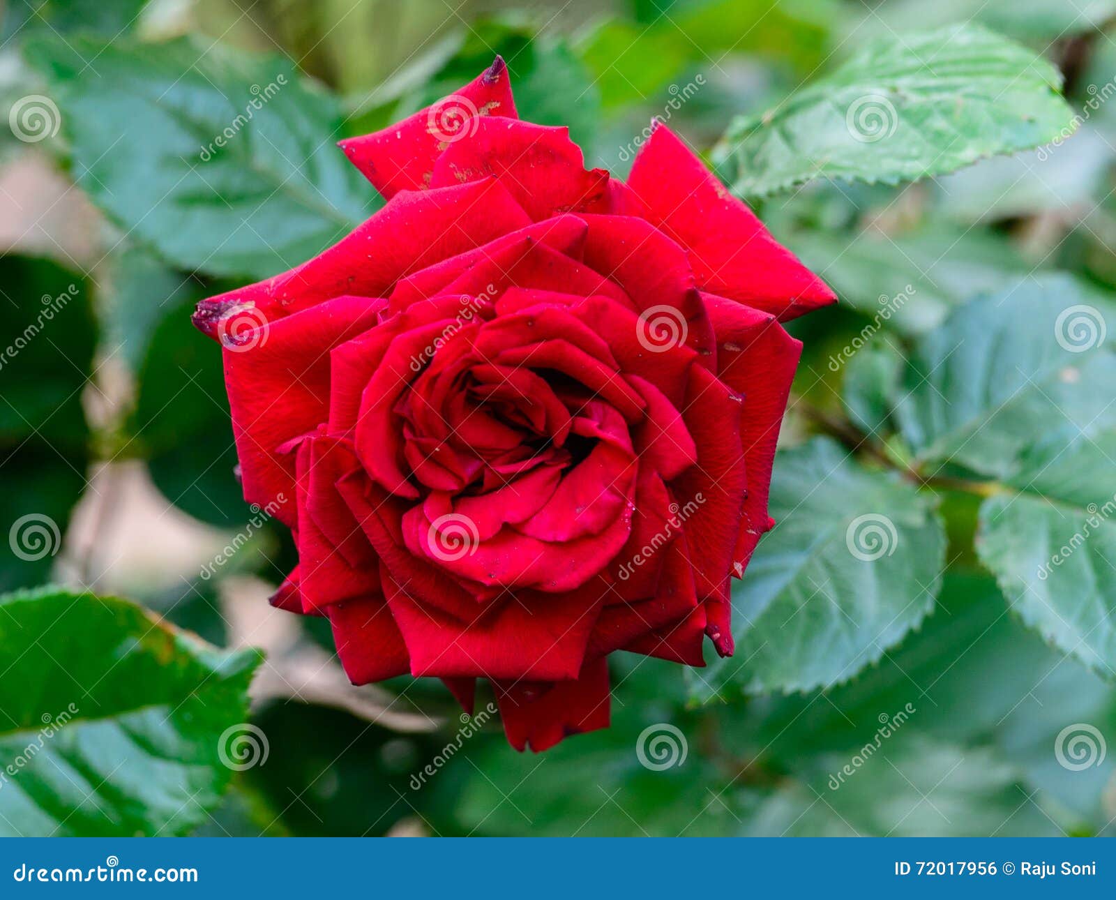 Close View of Red Queen Rose Stock Photo - Image of france, gaulle ...