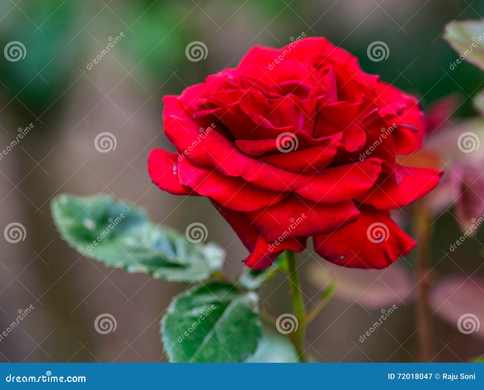 Close View of Red Queen Rose Stock Image - Image of blossom, green ...