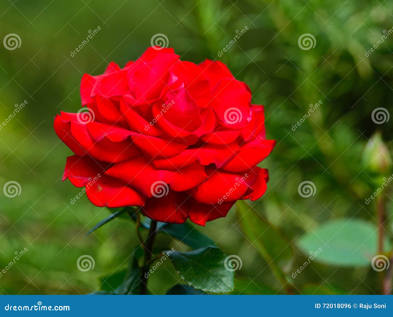 Close View of Red Queen Rose Stock Photo - Image of france, background ...