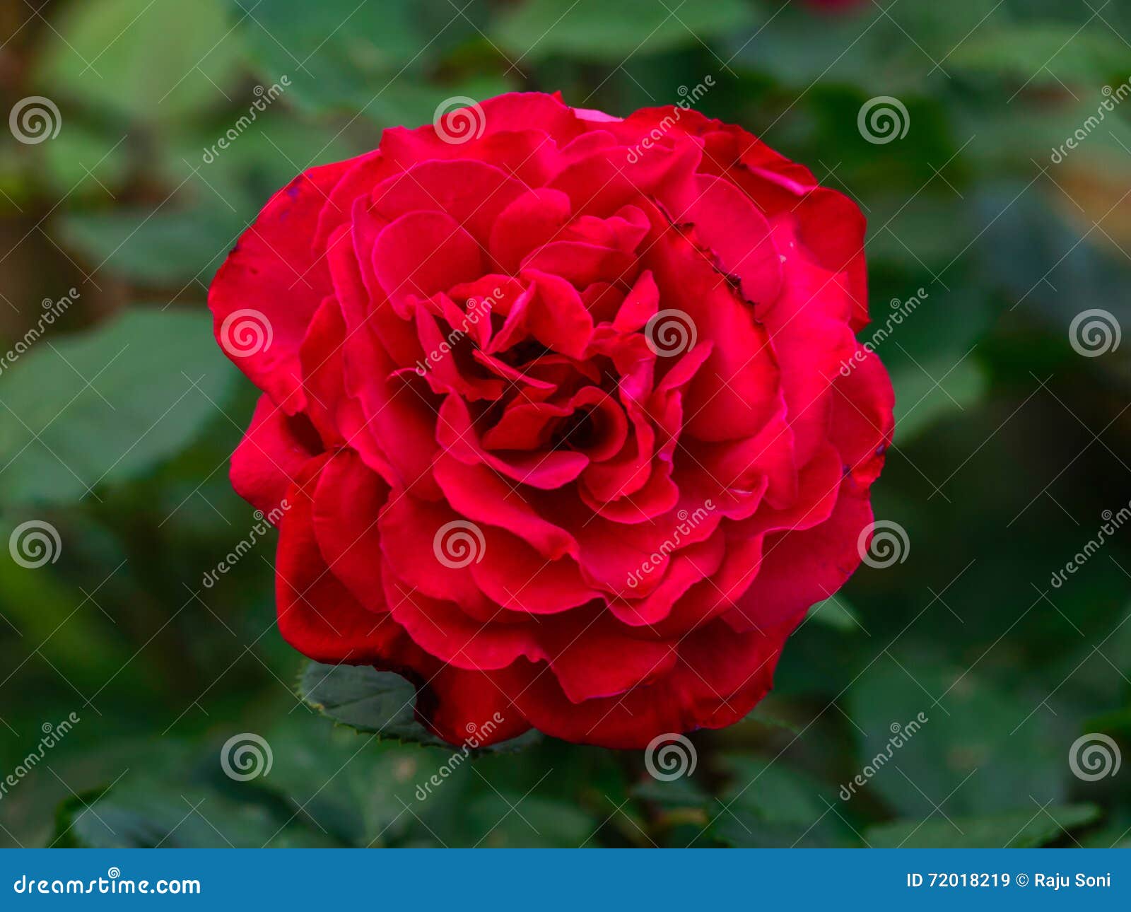 Close View of Red Queen Rose Stock Image - Image of close, blue: 72018219