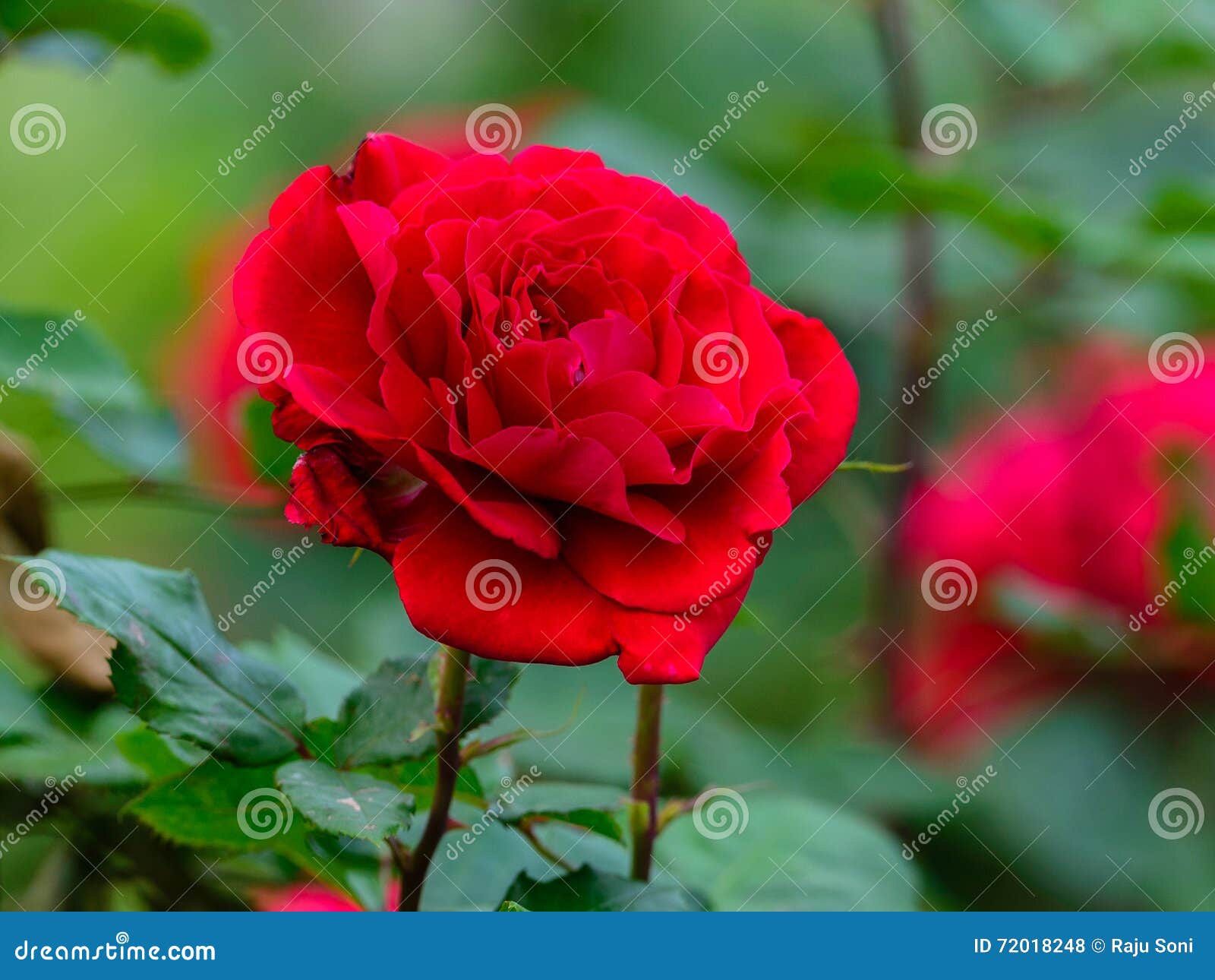 Close View of Red Queen Rose Stock Photo - Image of isolated, colorful ...