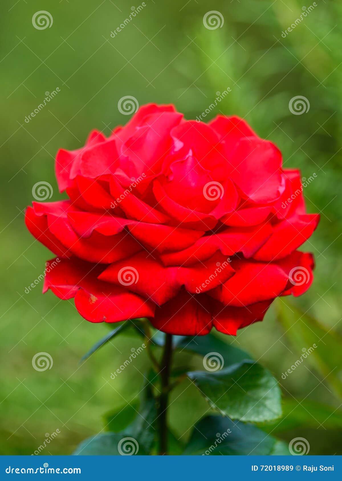 Close View of Red Queen Rose Stock Image - Image of japanese, bridal ...