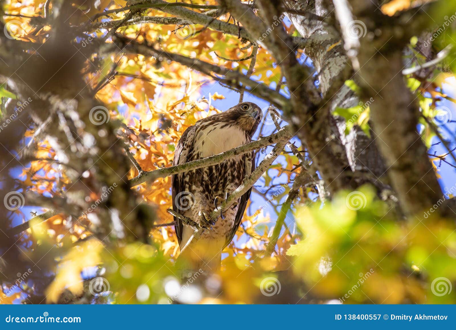 Close View at Red-tailed Hawk Sitting Inside a Tree Crown Looking Down ...