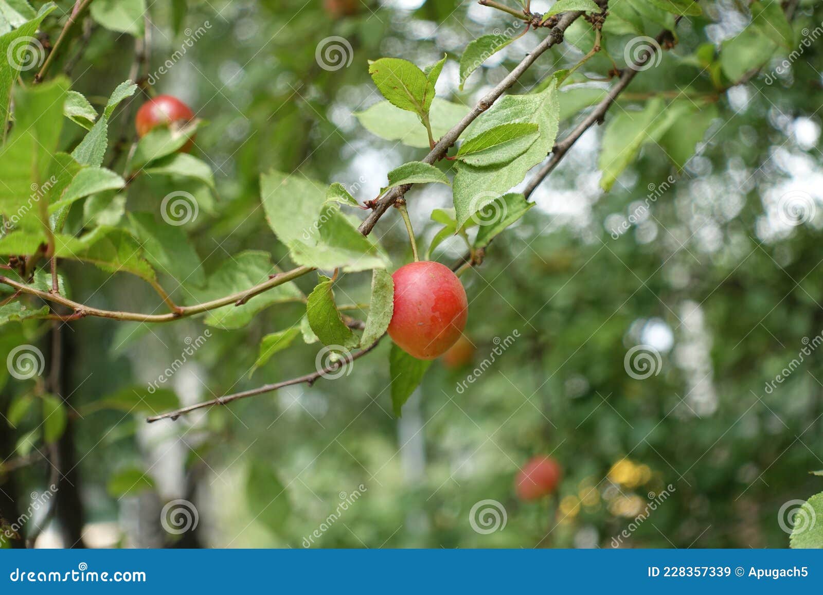 Close View of Reddish Yellow Mirabelle Plum Stock Image - Image of food ...