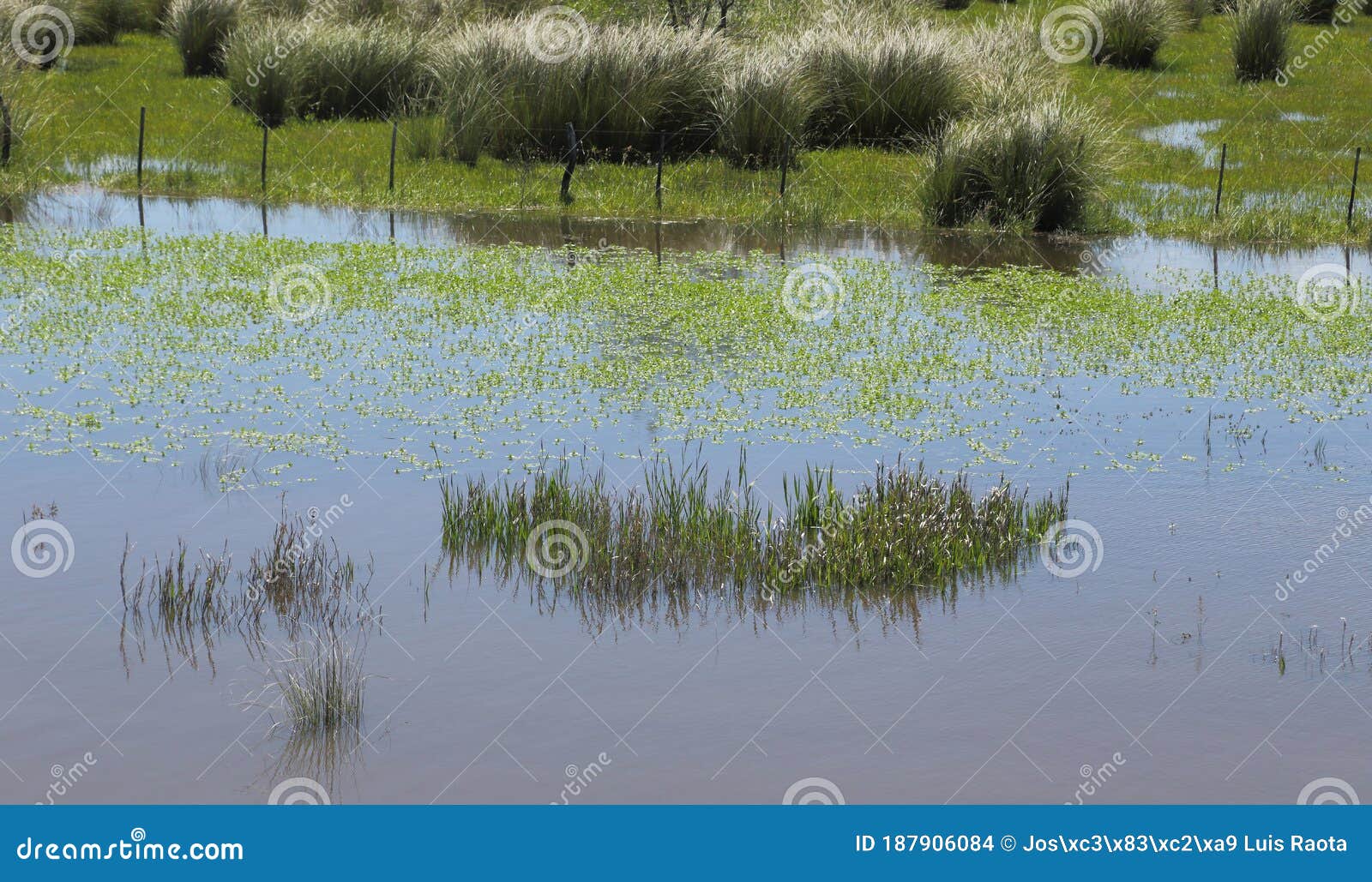 Close View of a River Bed with Its Vegetation Stock Photo - Image of ...