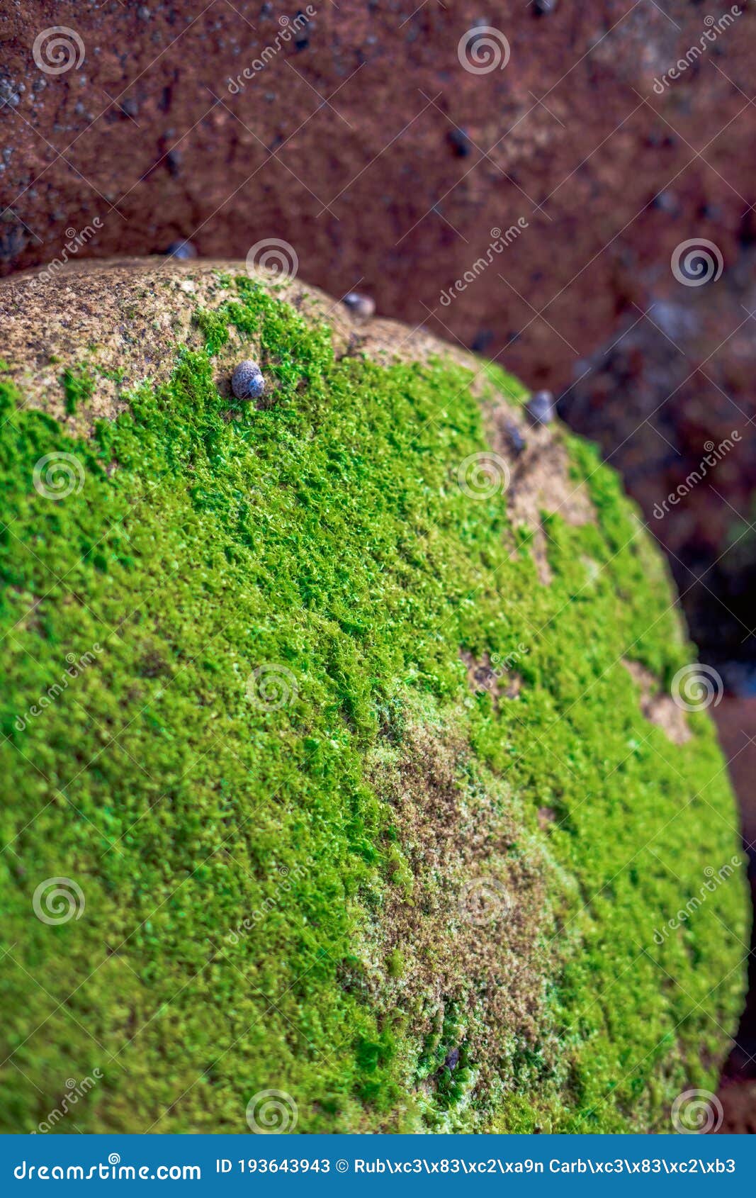 Close View of a Rock with Algae and Shells Stock Image - Image of ...