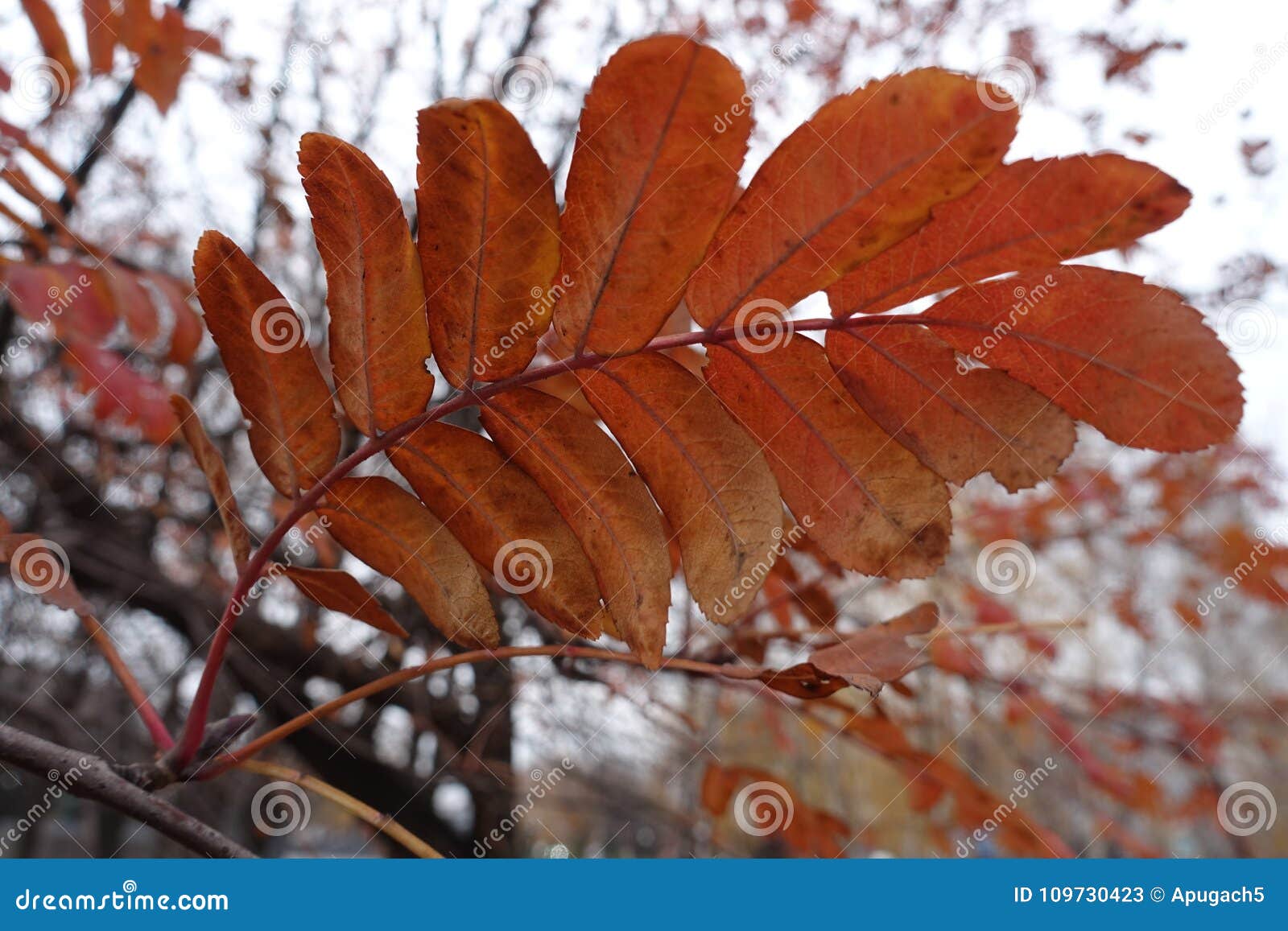 Closeup of Rowan Leaf in Autumn Stock Image - Image of deciduous ...