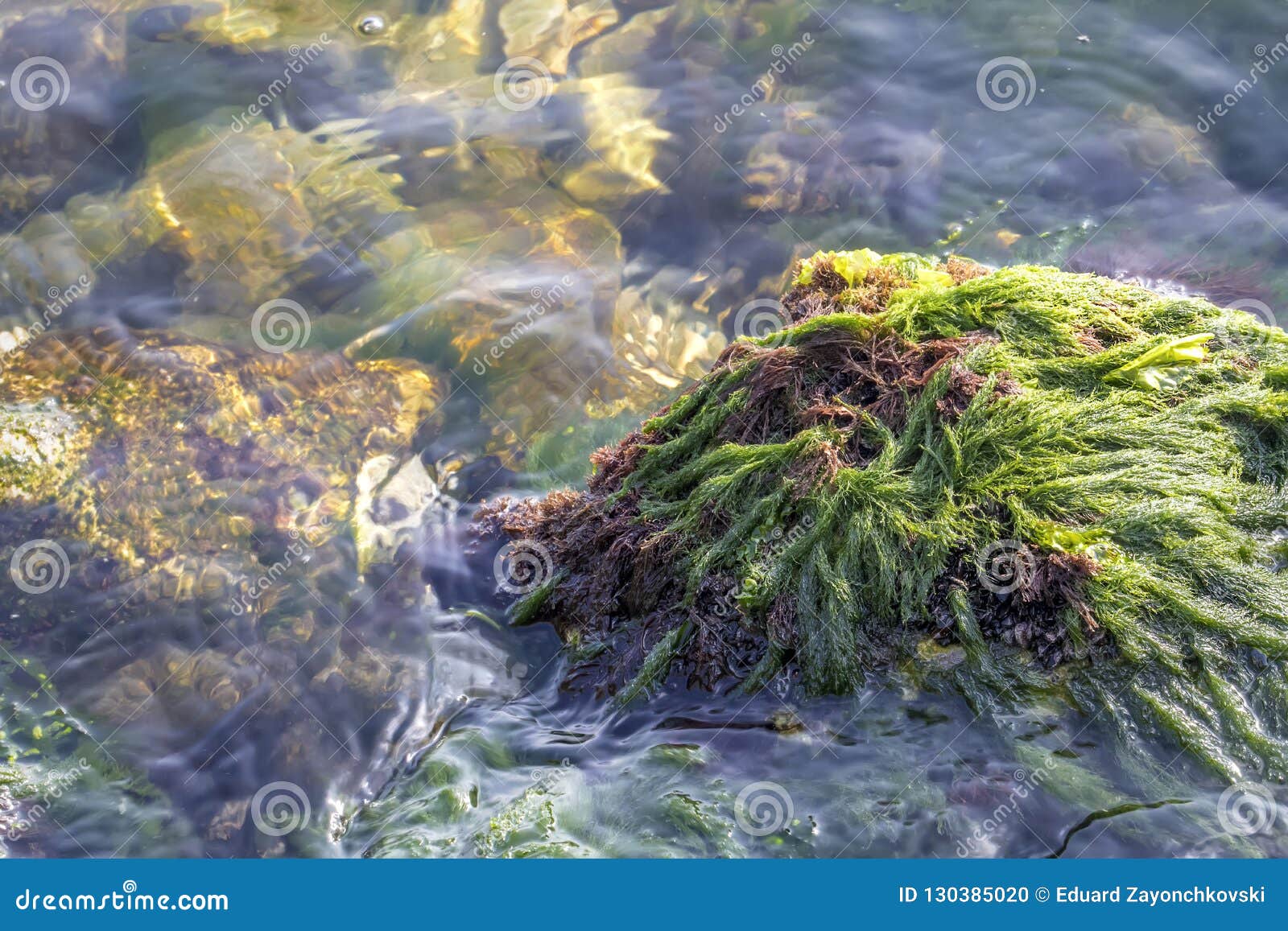 Sea rocks with sea moss. stock photo. Image of clear - 130385020