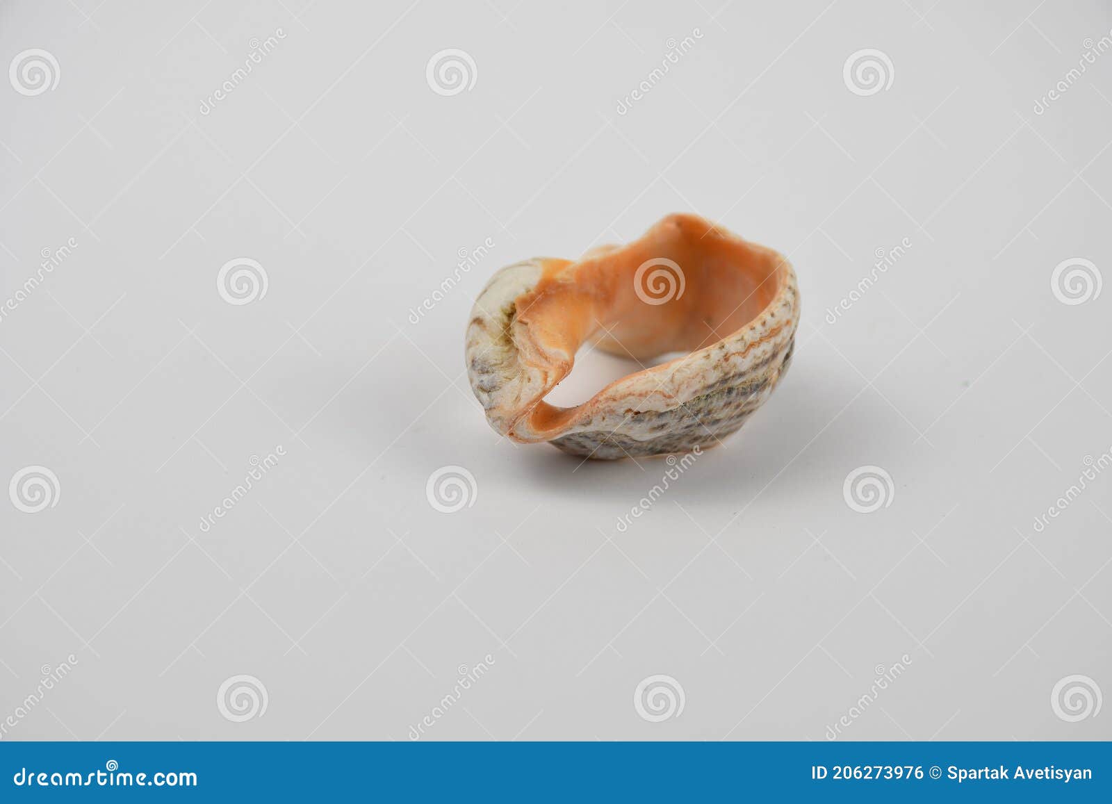 Empty Seashell on White Background Stock Photo - Image of background ...