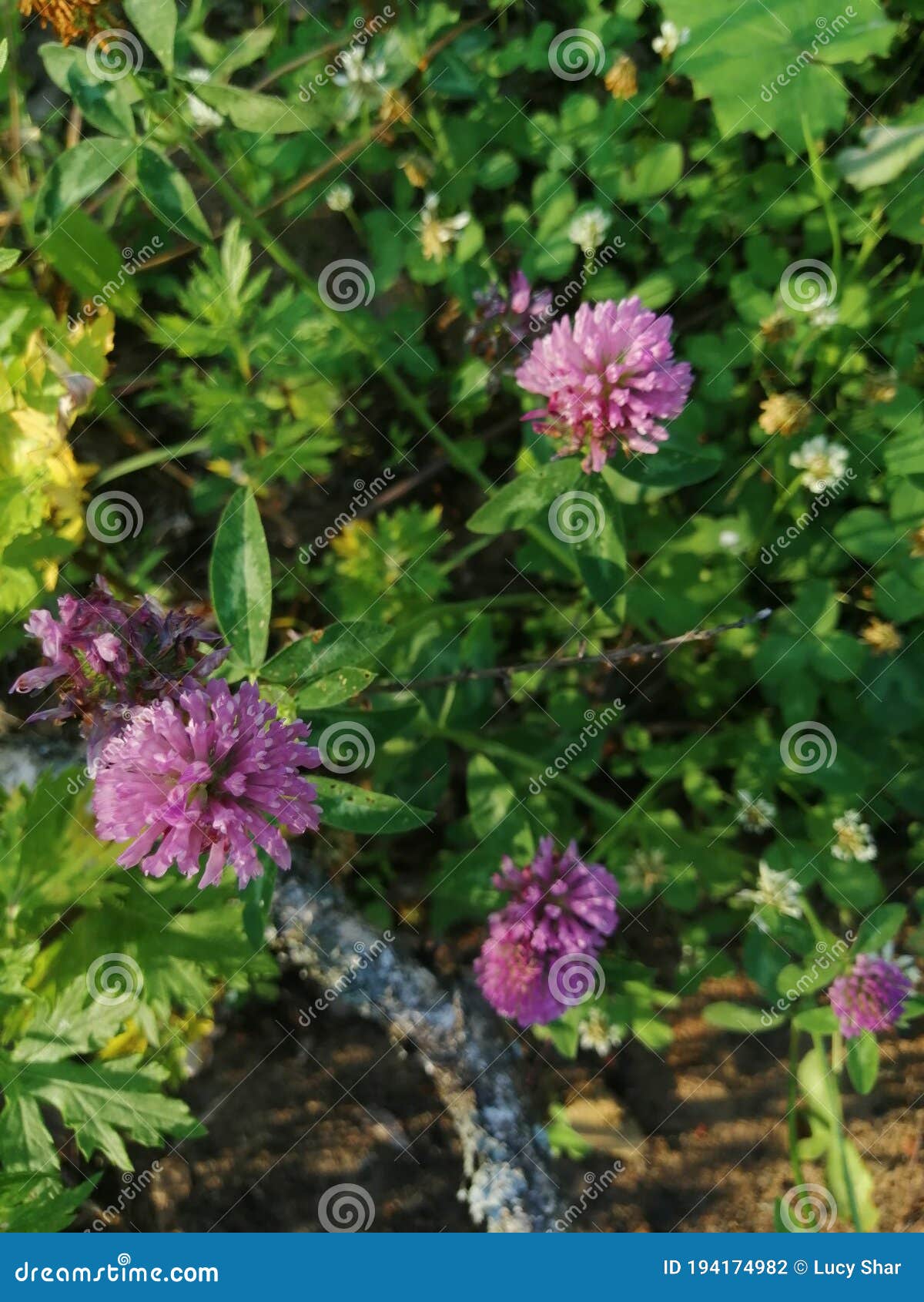 Close View of Several Red Clover Heads.summer Stock Photo - Image of ...
