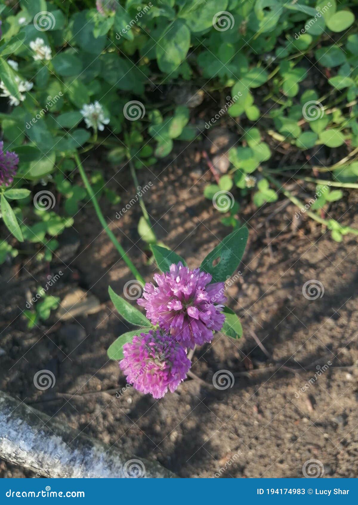 Close View of Several Red Clover Heads.summer Stock Image - Image of ...