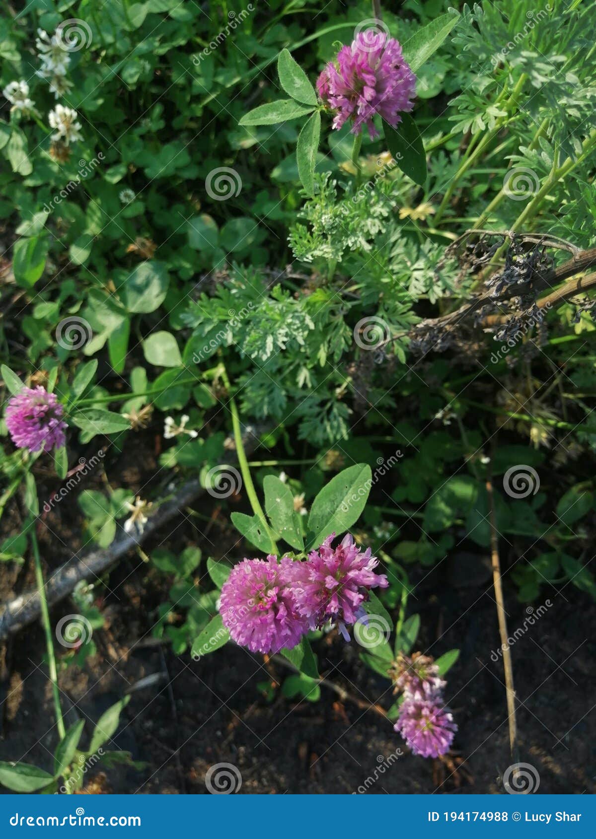 Close View of Several Red Clover Heads.summer Stock Photo - Image of ...