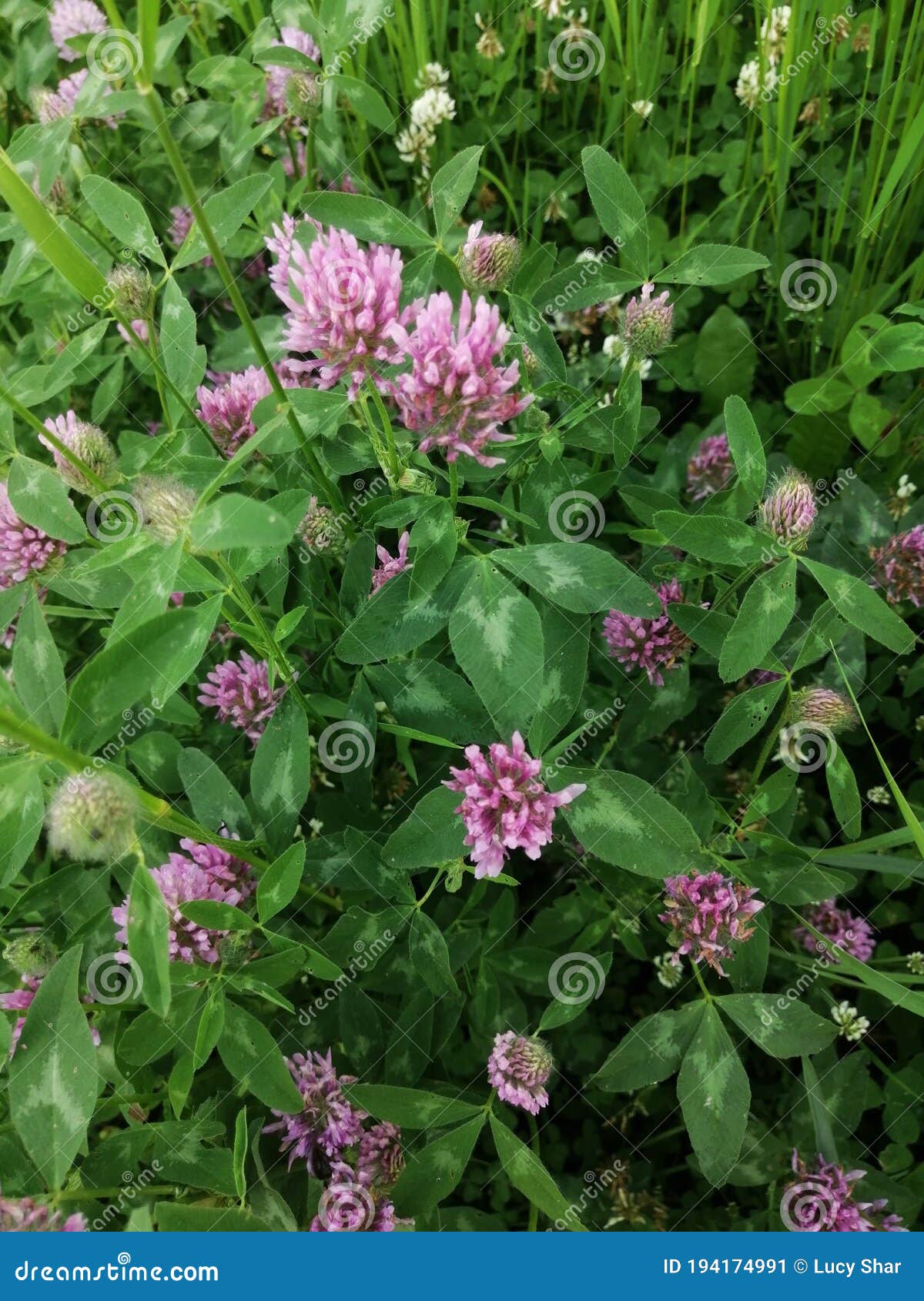 Close View of Several Red Clover Heads.summer Stock Image - Image of ...
