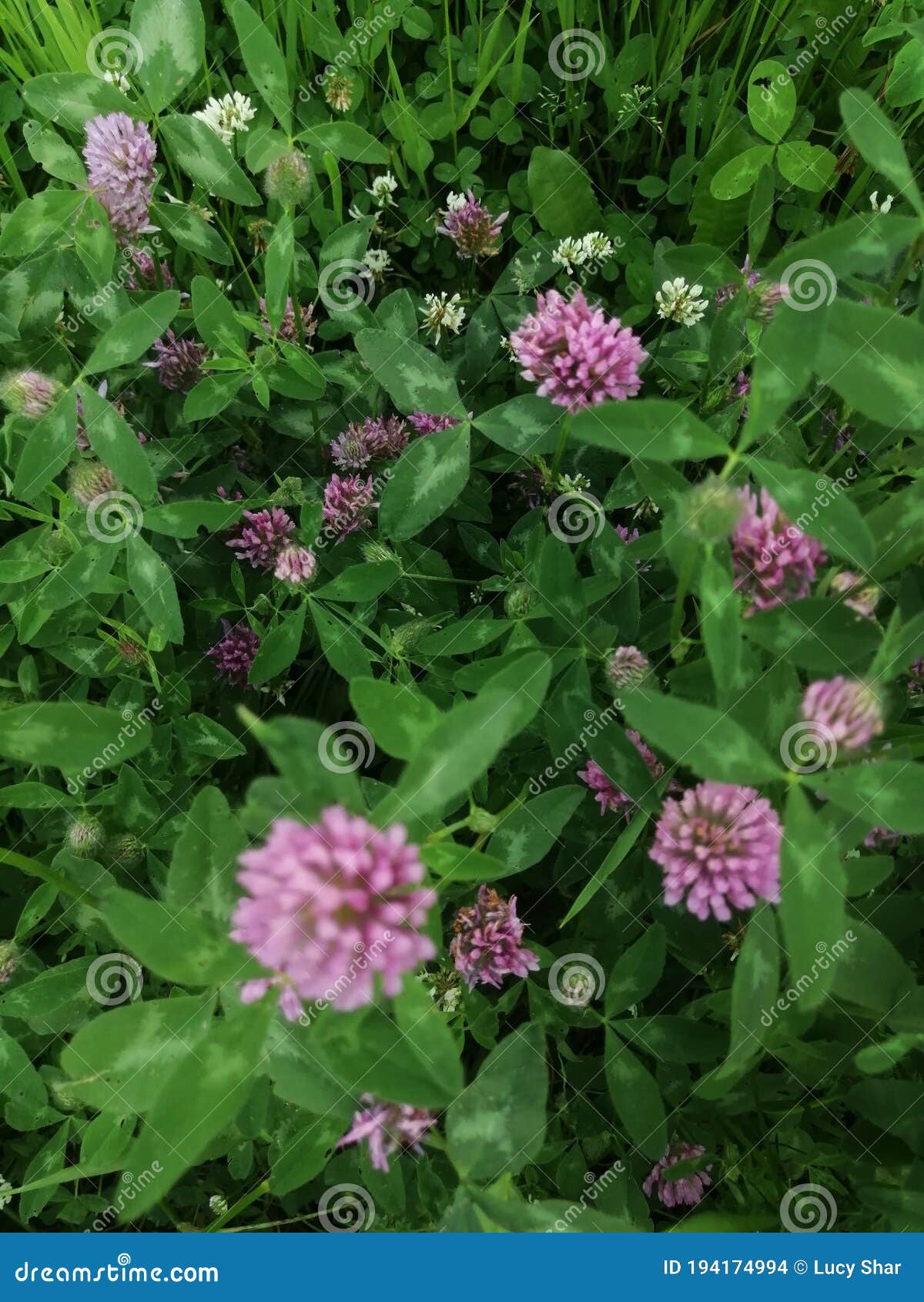 Close View of Several Red Clover Heads.summer Stock Photo - Image of ...