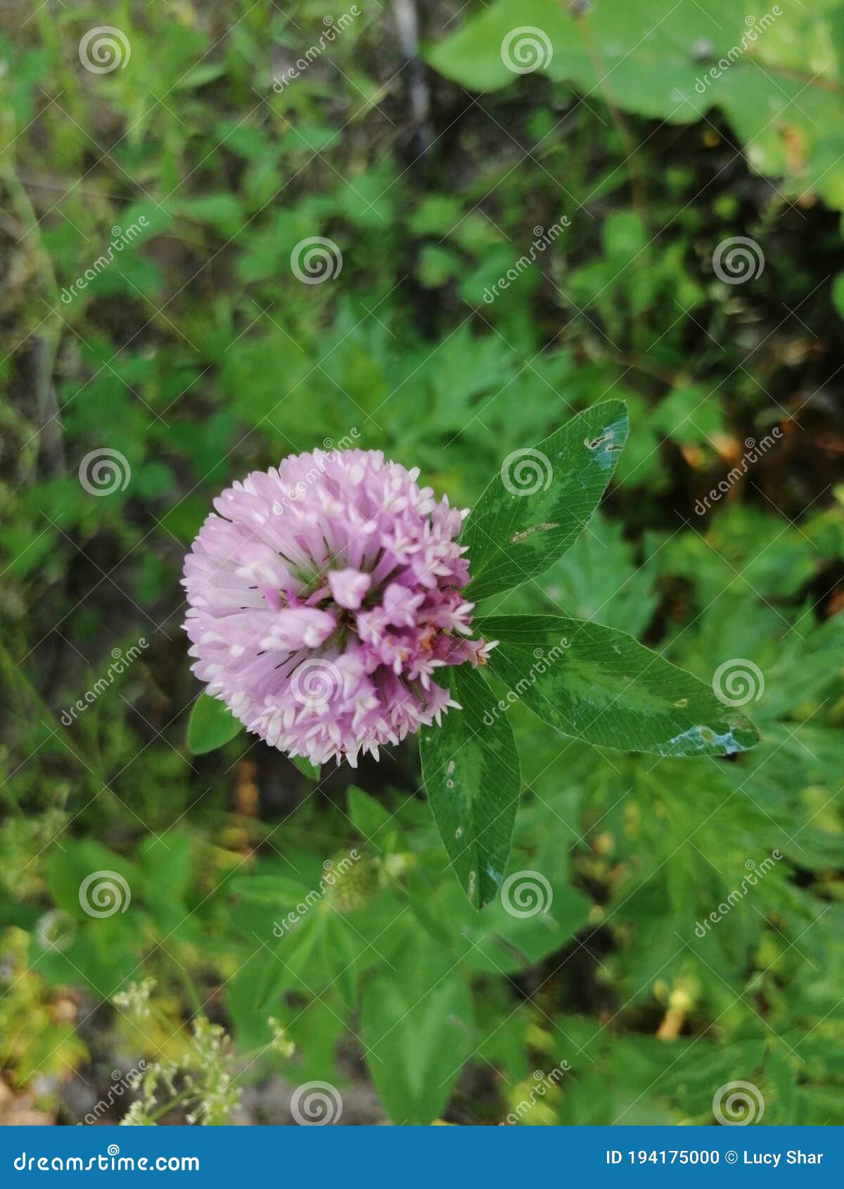 Close View of Several Red Clover Heads.summer Stock Photo - Image of ...
