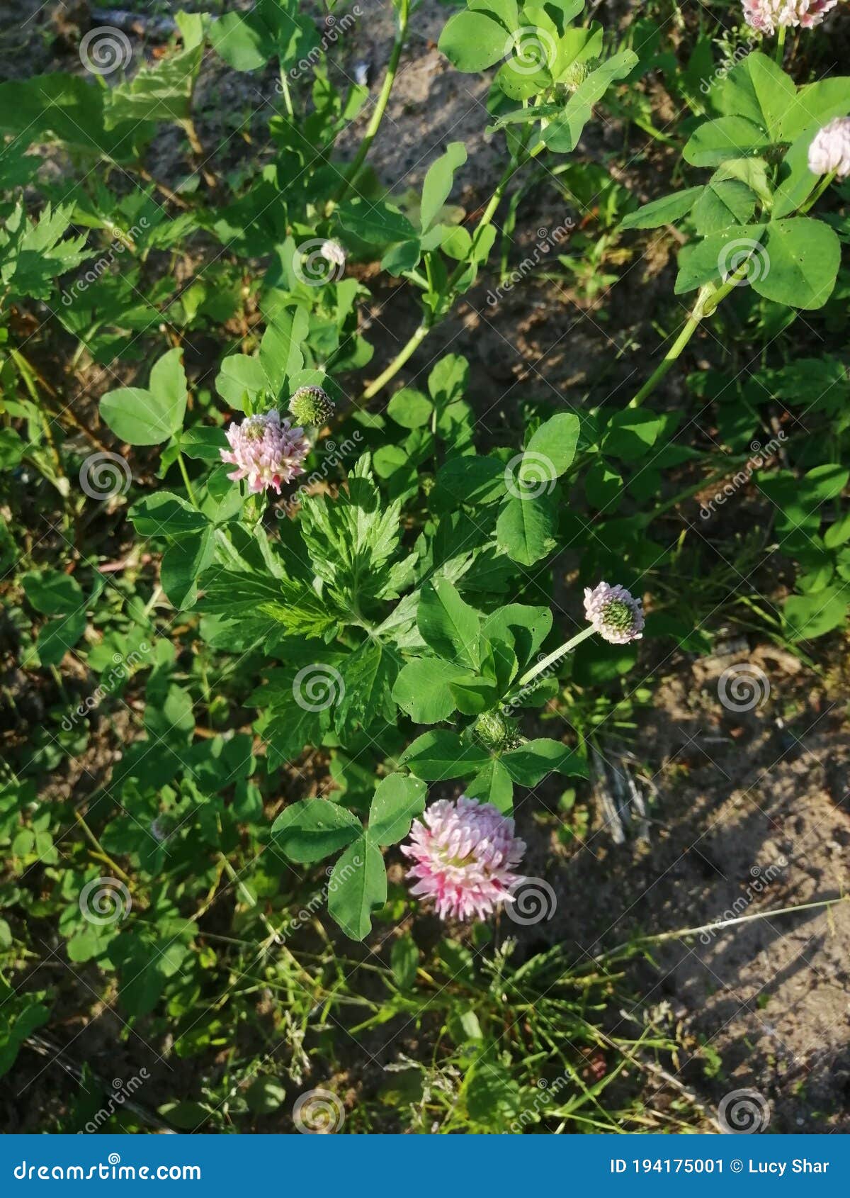 Close View of Several Red Clover Heads.summer Stock Image - Image of ...