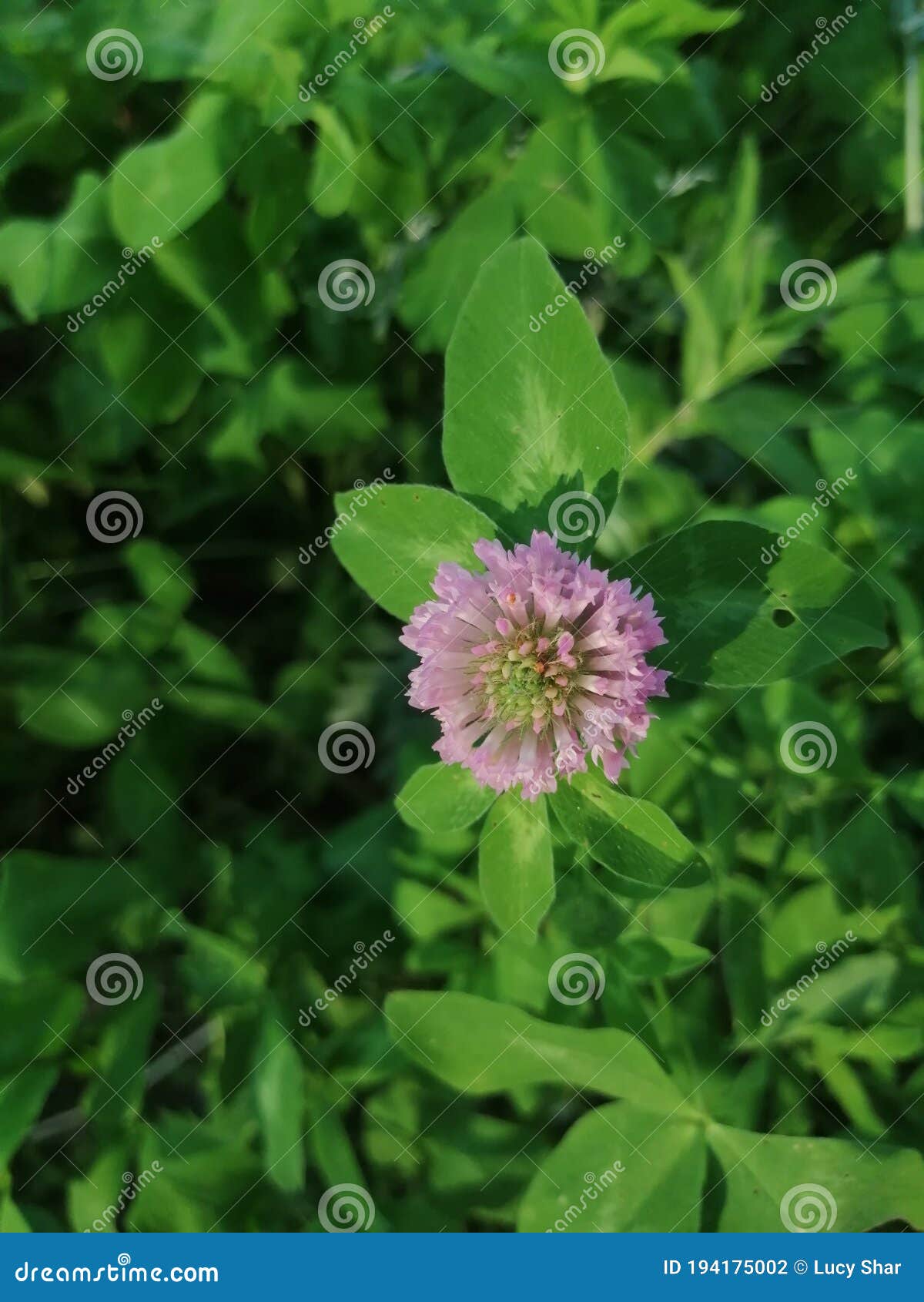 Close View of Several Red Clover Heads.summer Stock Photo - Image of ...