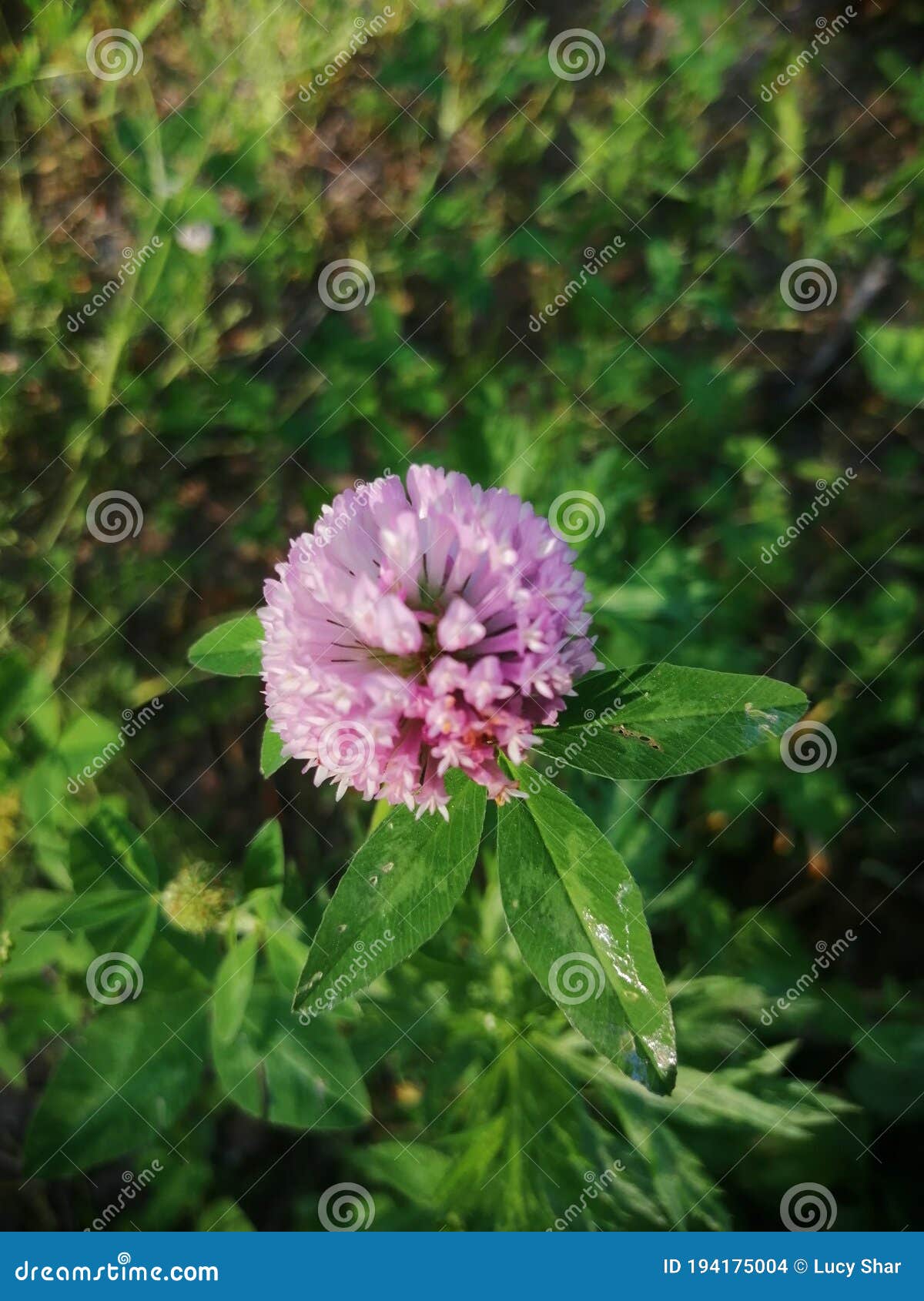 Close View of Several Red Clover Heads.summer Stock Photo - Image of ...