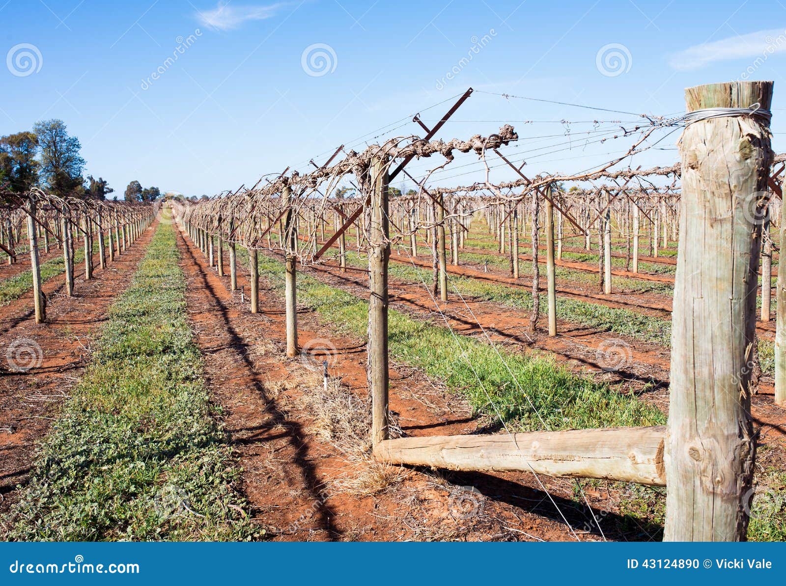 Close View Grape Vine Canes Trellis Stock Photos - Free & Royalty-Free ...