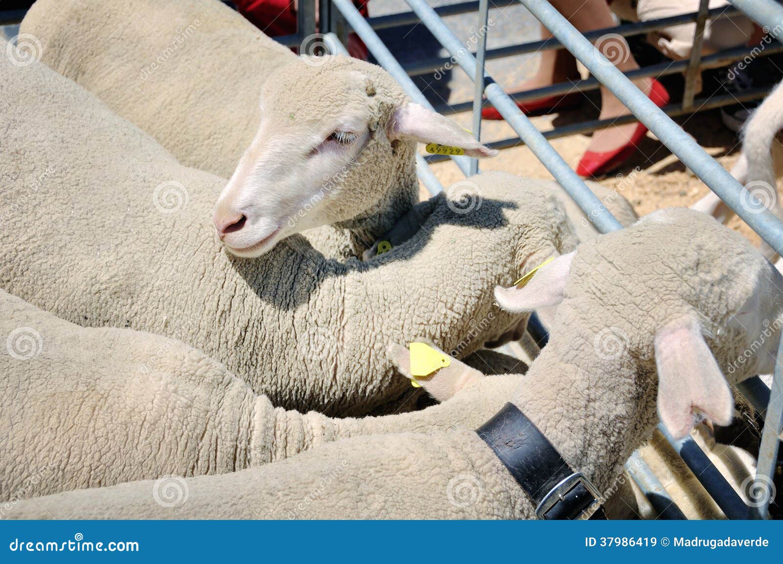 Close View of Sheep in Sheepfold Stock Image - Image of group, flock ...