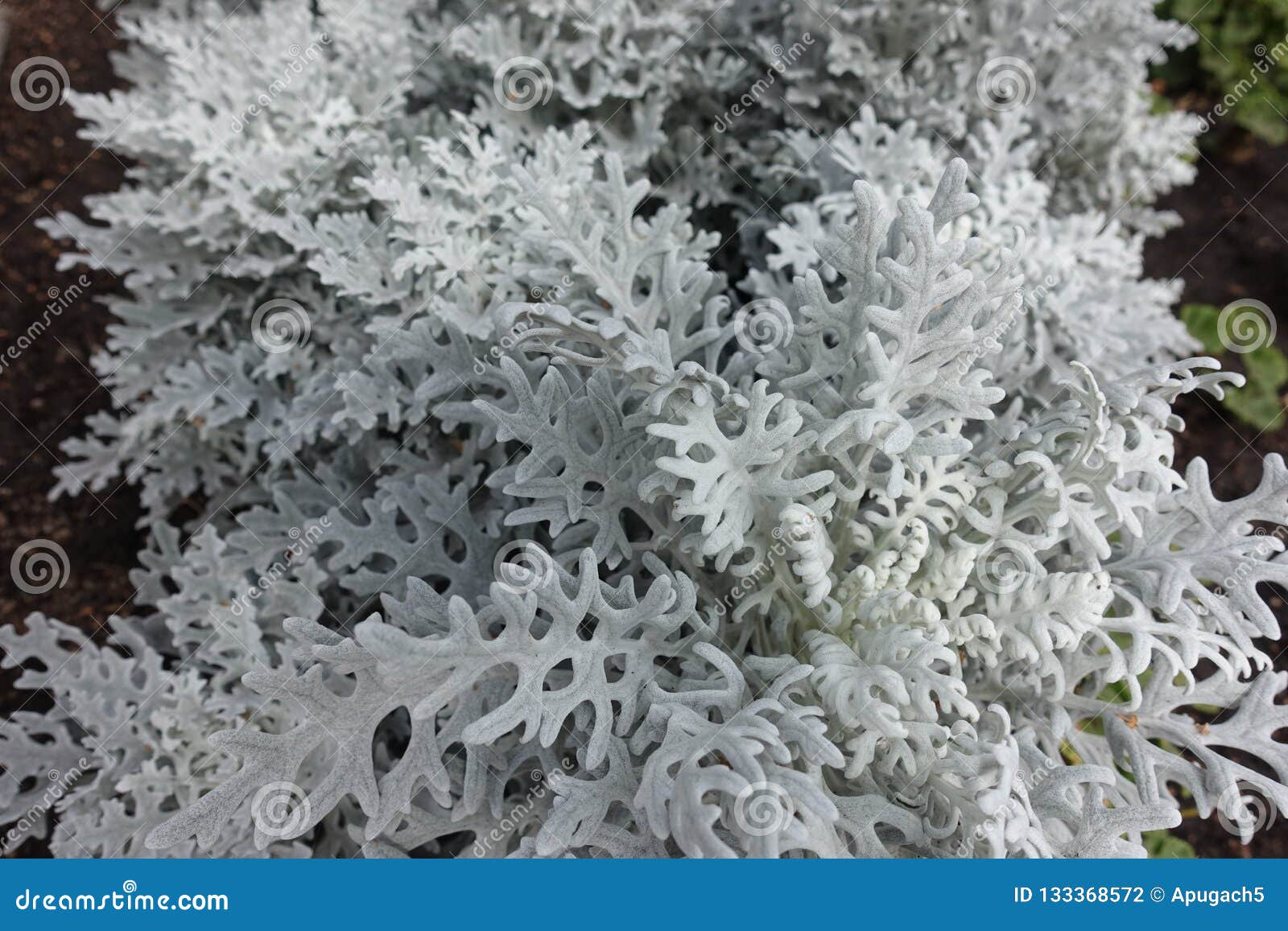 Close View of Silver Gray Branches of Cineraria Maritima Stock Photo ...