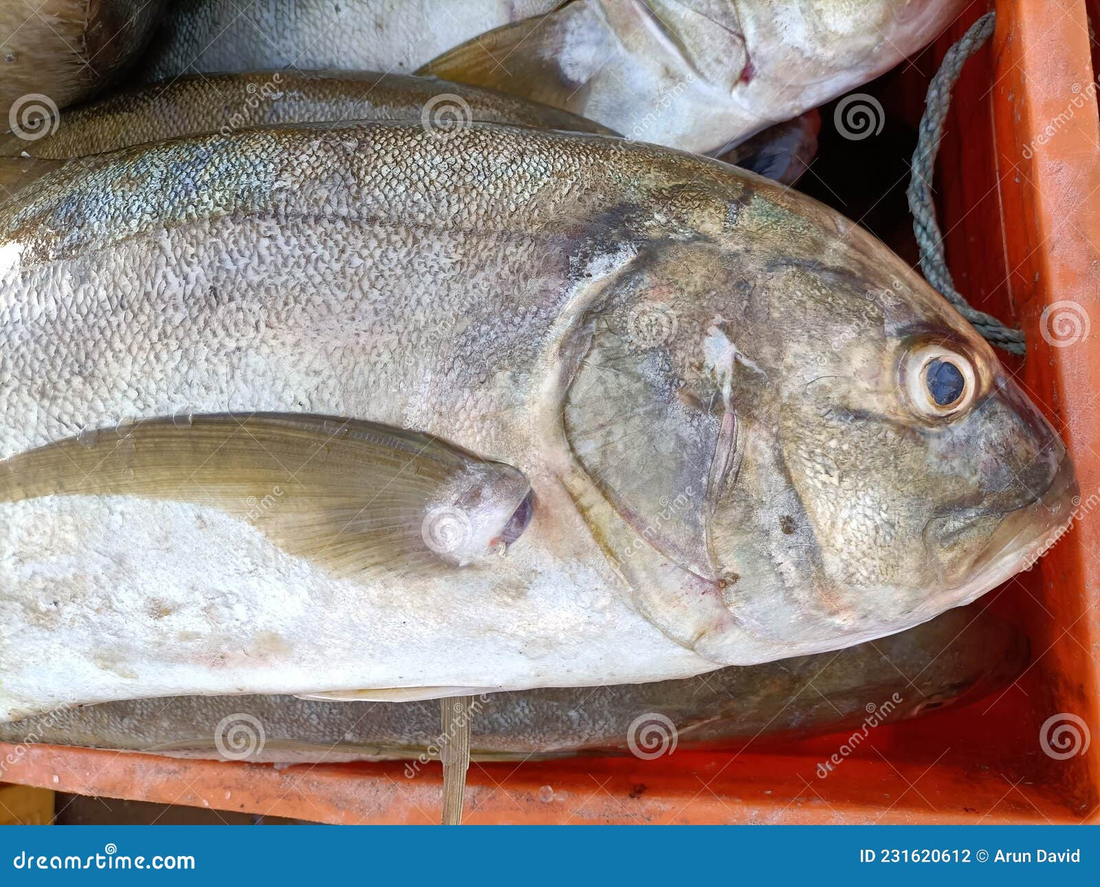 Close view of single fish stock photo. Image of animal - 231620612