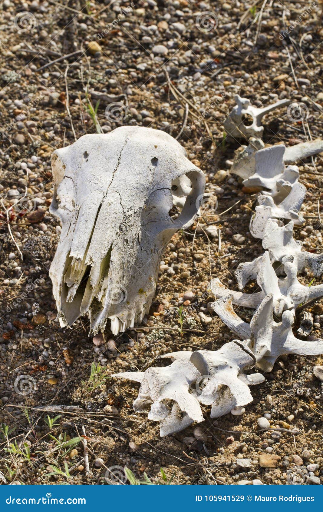 Sheep skull stock image. Image of cattle, mammal, spine - 105941529