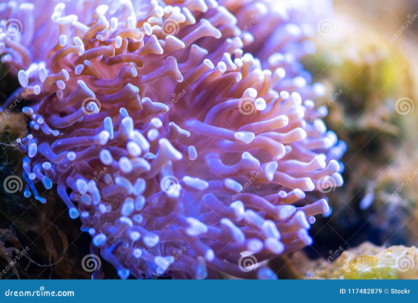 Small colorful polyp stock image. Image of aquatic, wreck - 117482879