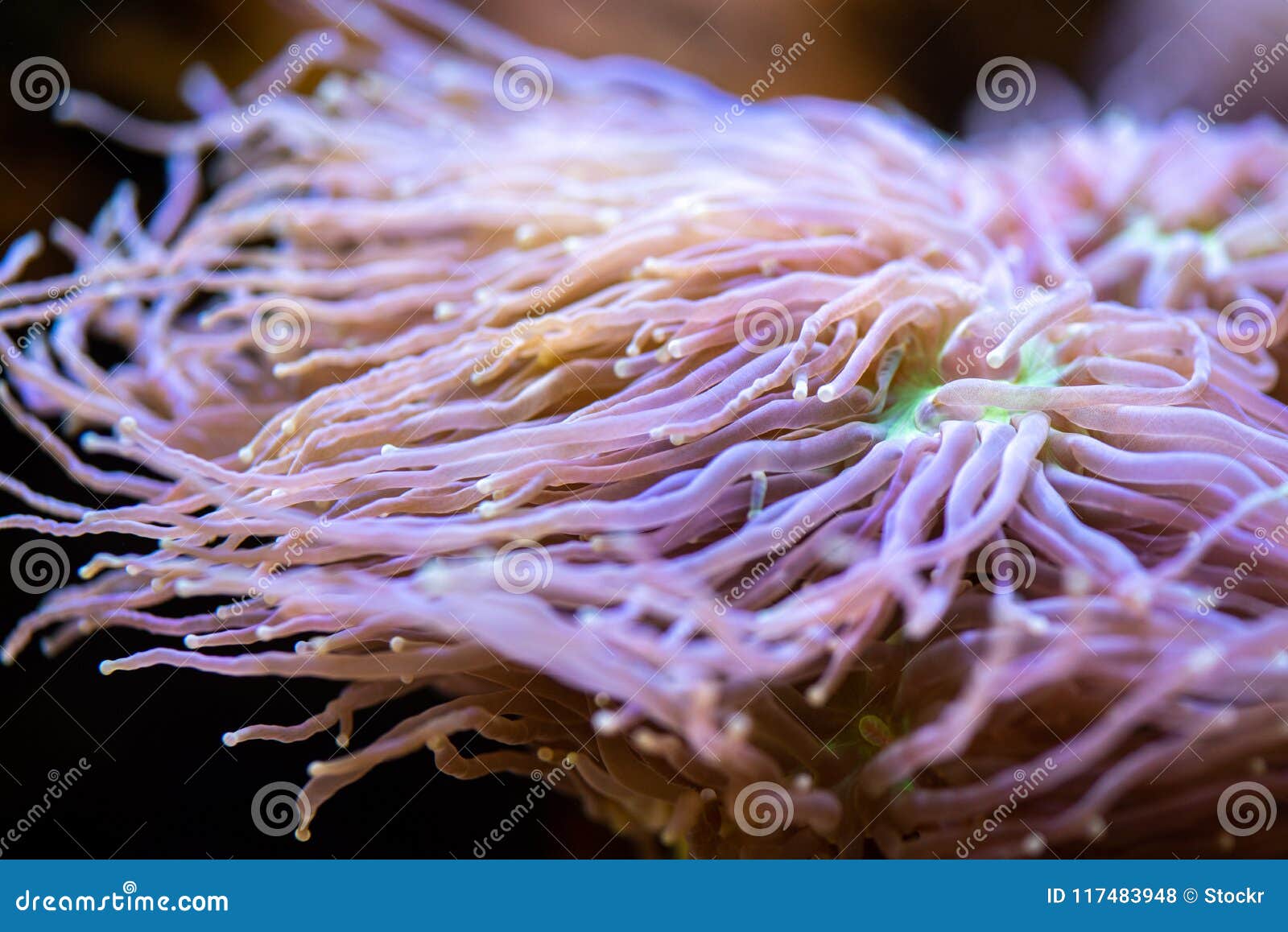 Small colorful polyp stock photo. Image of delicate - 117483948