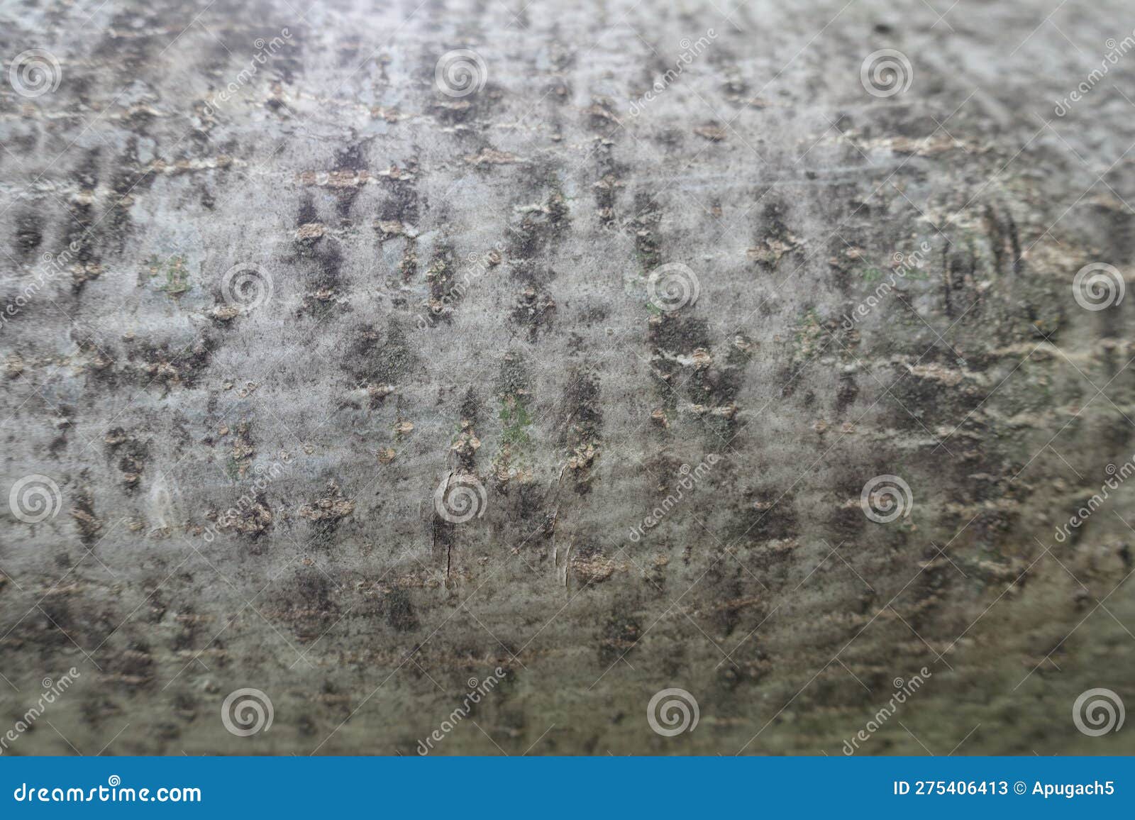 Close View of Smooth Grey Bark of Walnut Tree Stock Image - Image of ...