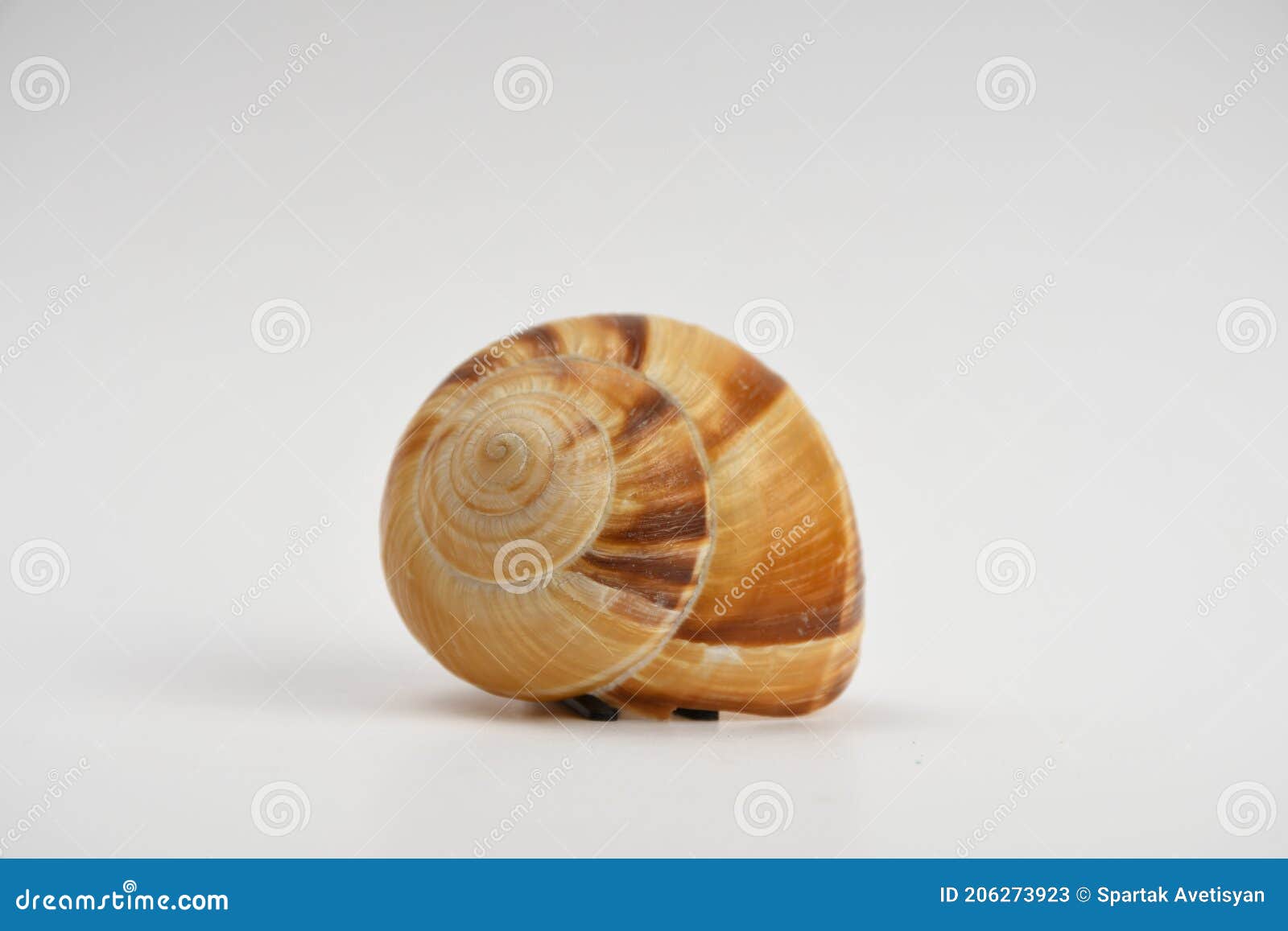 Brown Snail Shell on White Background. Stock Image - Image of white ...