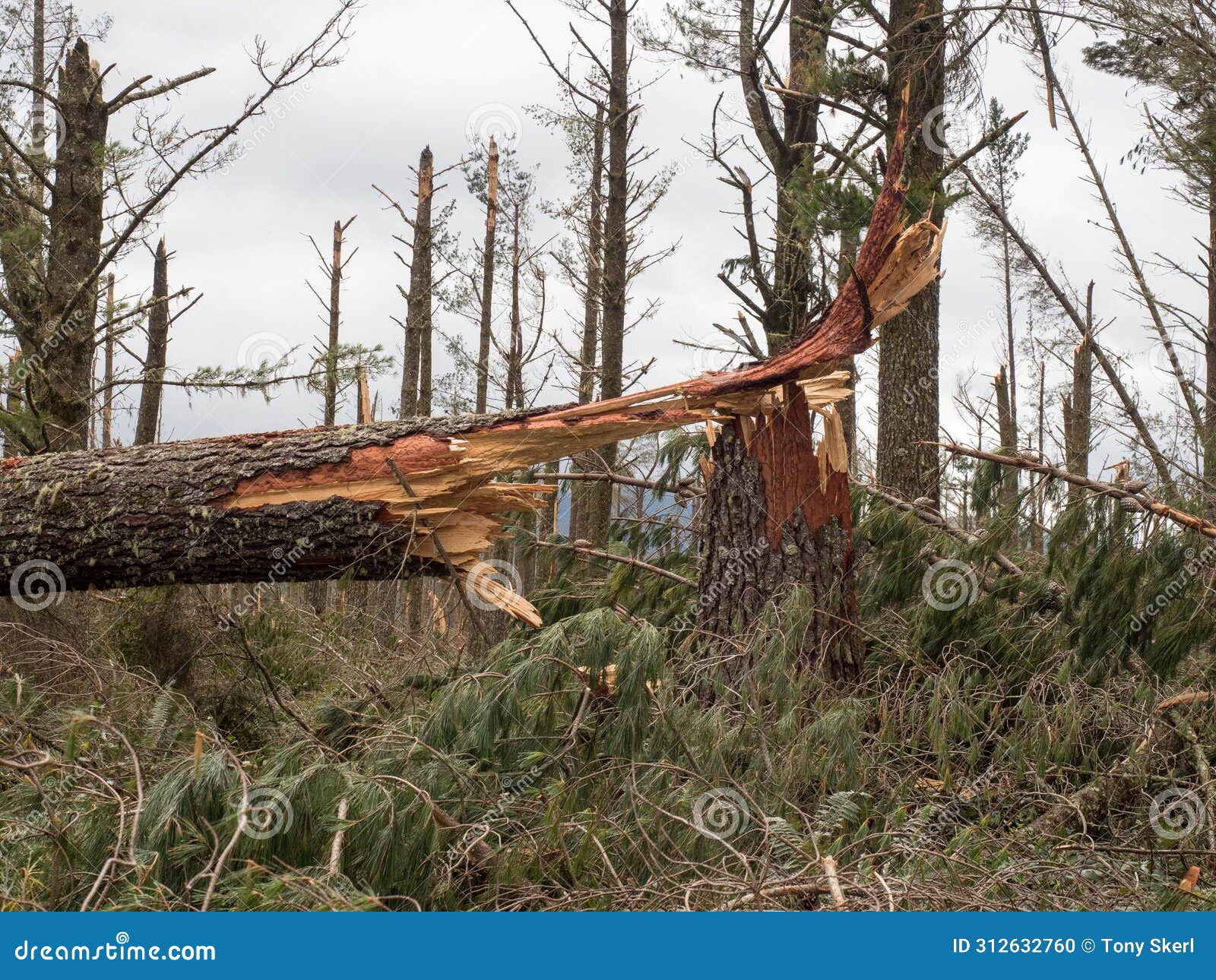 A Close View of a Snapped Pine Tree Trunk in a Destroyed Forest after ...