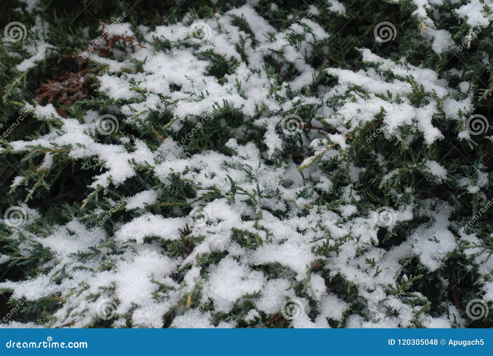 Closeup of Snow Covered Foliage of Juniper Stock Photo - Image of ...