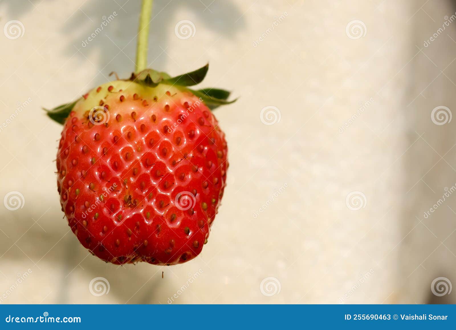 Close View of Strawberry with Empty Space As Background Stock Image ...