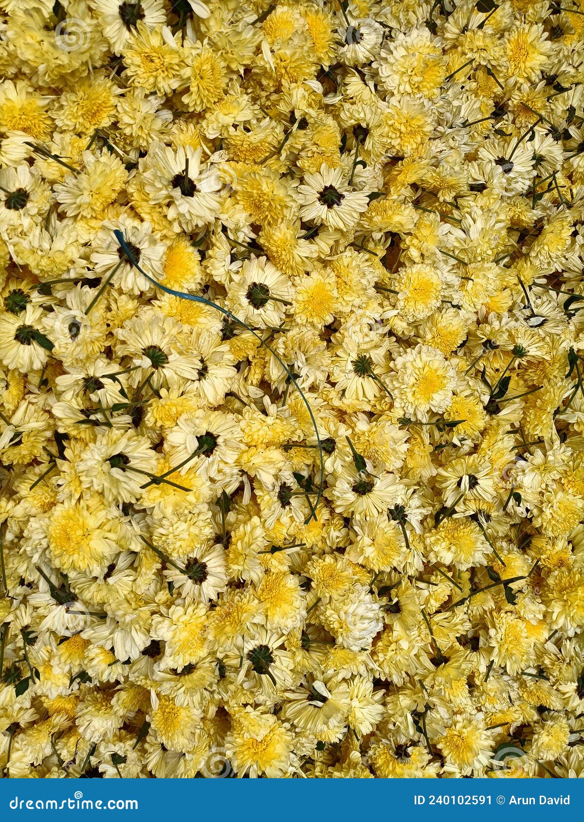 Close view of sun flower stock image. Image of plant - 240102591