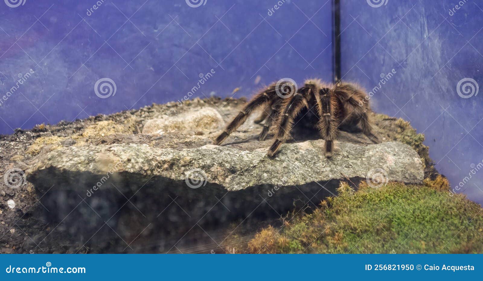 Close View of a Tarantula in an Aquarium. Exotic Pets Stock Photo ...