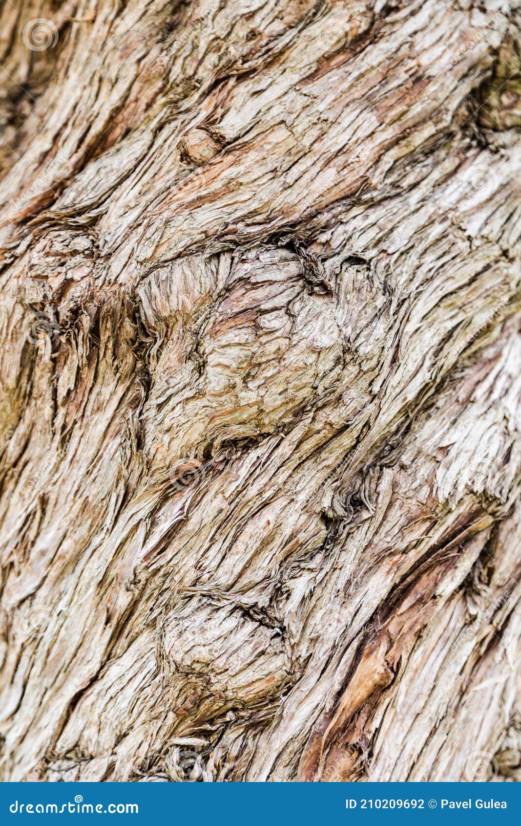 A Close View of the Bark of a Lilac Tree Stock Photo - Image of nature ...
