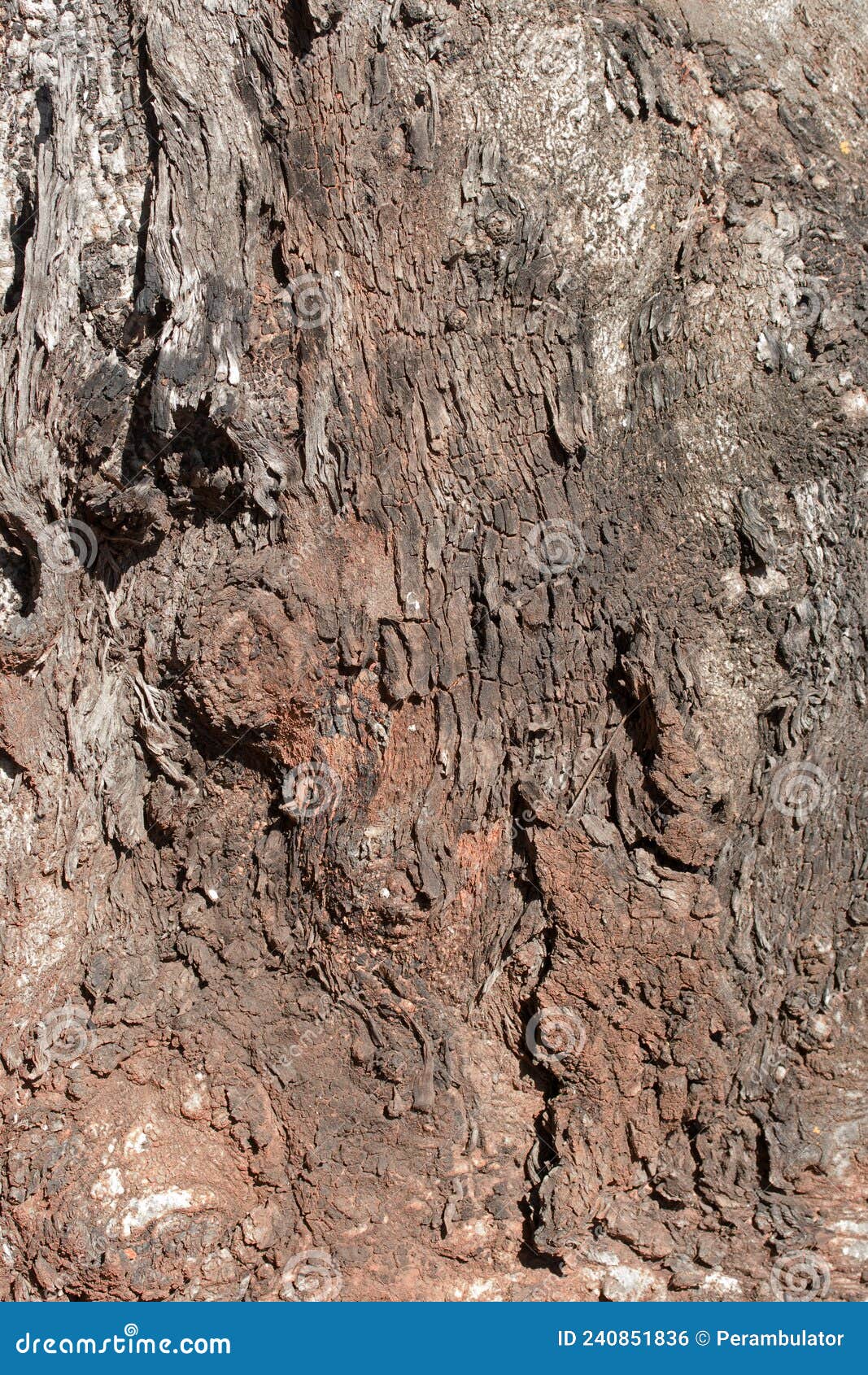 DETAIL of FLAKING BARK on the TRUNK of a TREE in SUNLIGHT Stock Photo ...