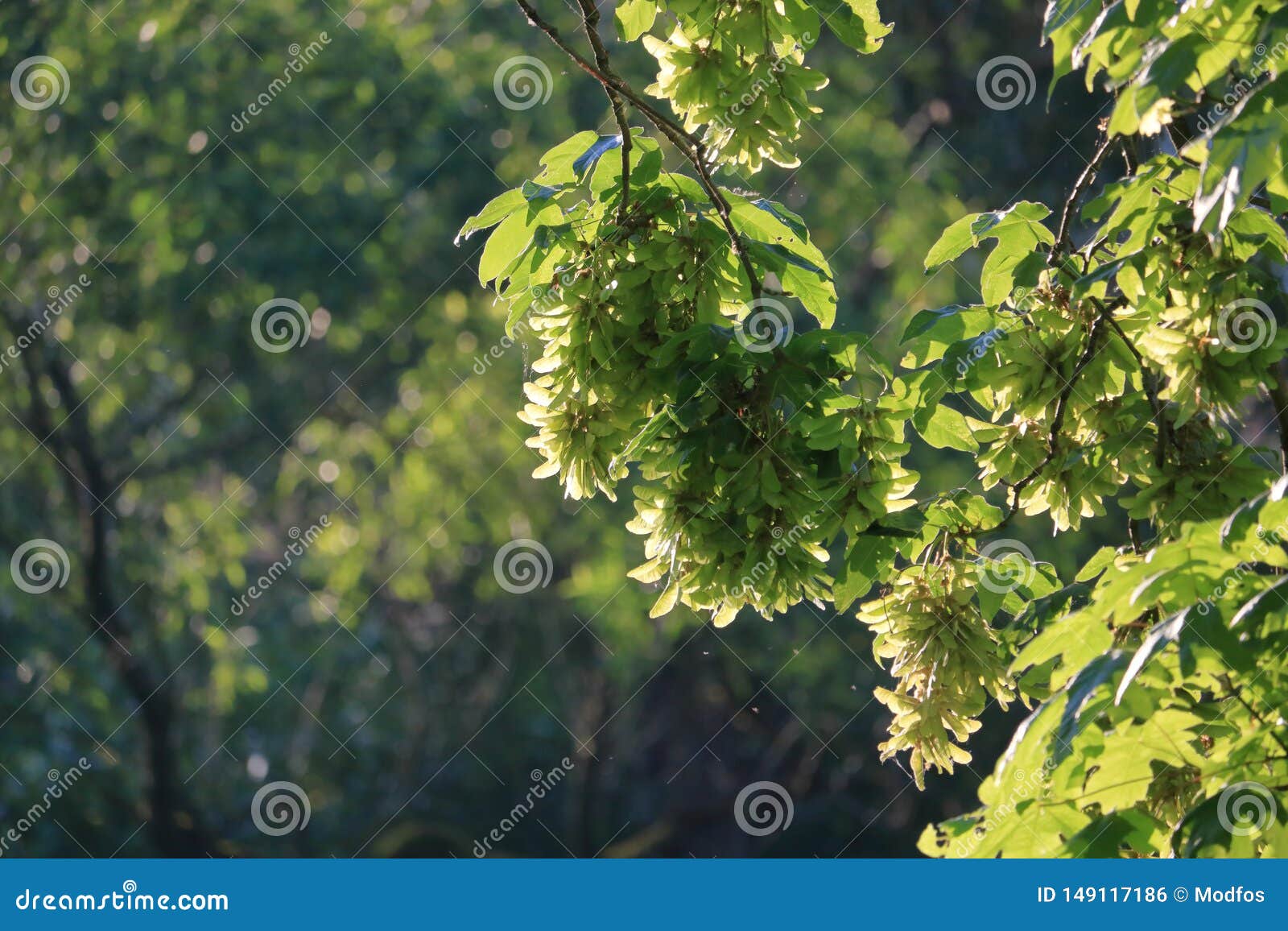Leaf Cluster in Rain Forest Stock Photo - Image of thick, detail: 149117186