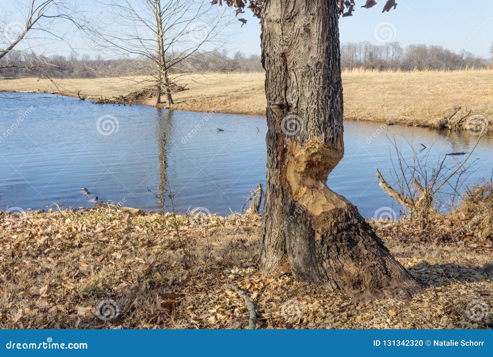 Close View of Tree by a Lake with Severe Beaver Damage, Winter Stock ...