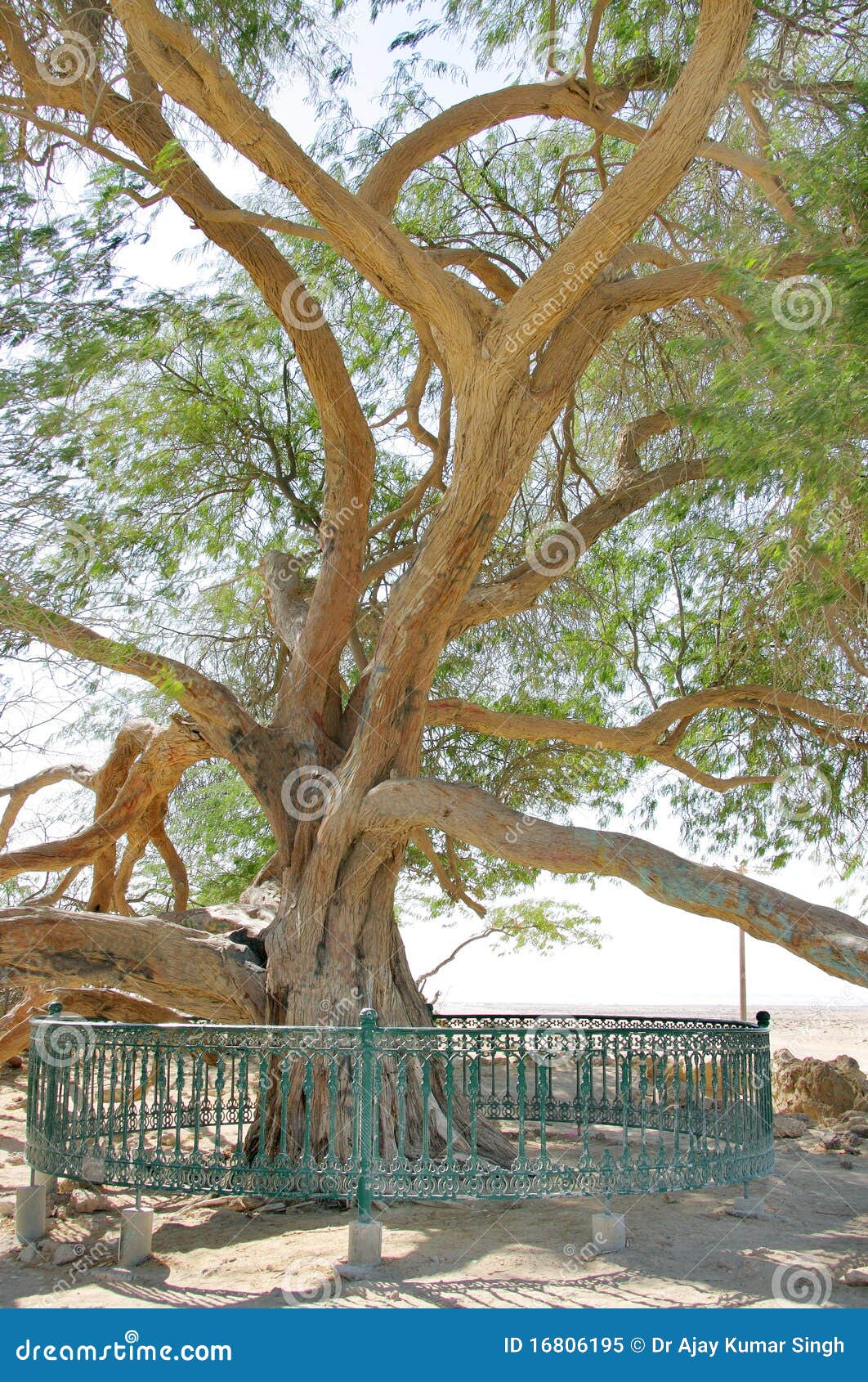 Close View of Tree of Life in Bahrain Stock Image - Image of arabia ...