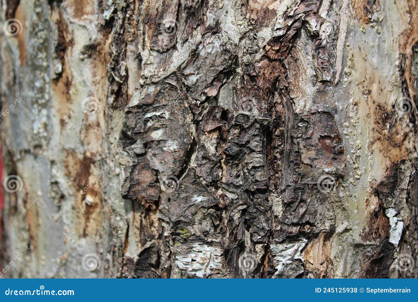 Apple tree bark - close up stock photo. Image of landscape - 245125938
