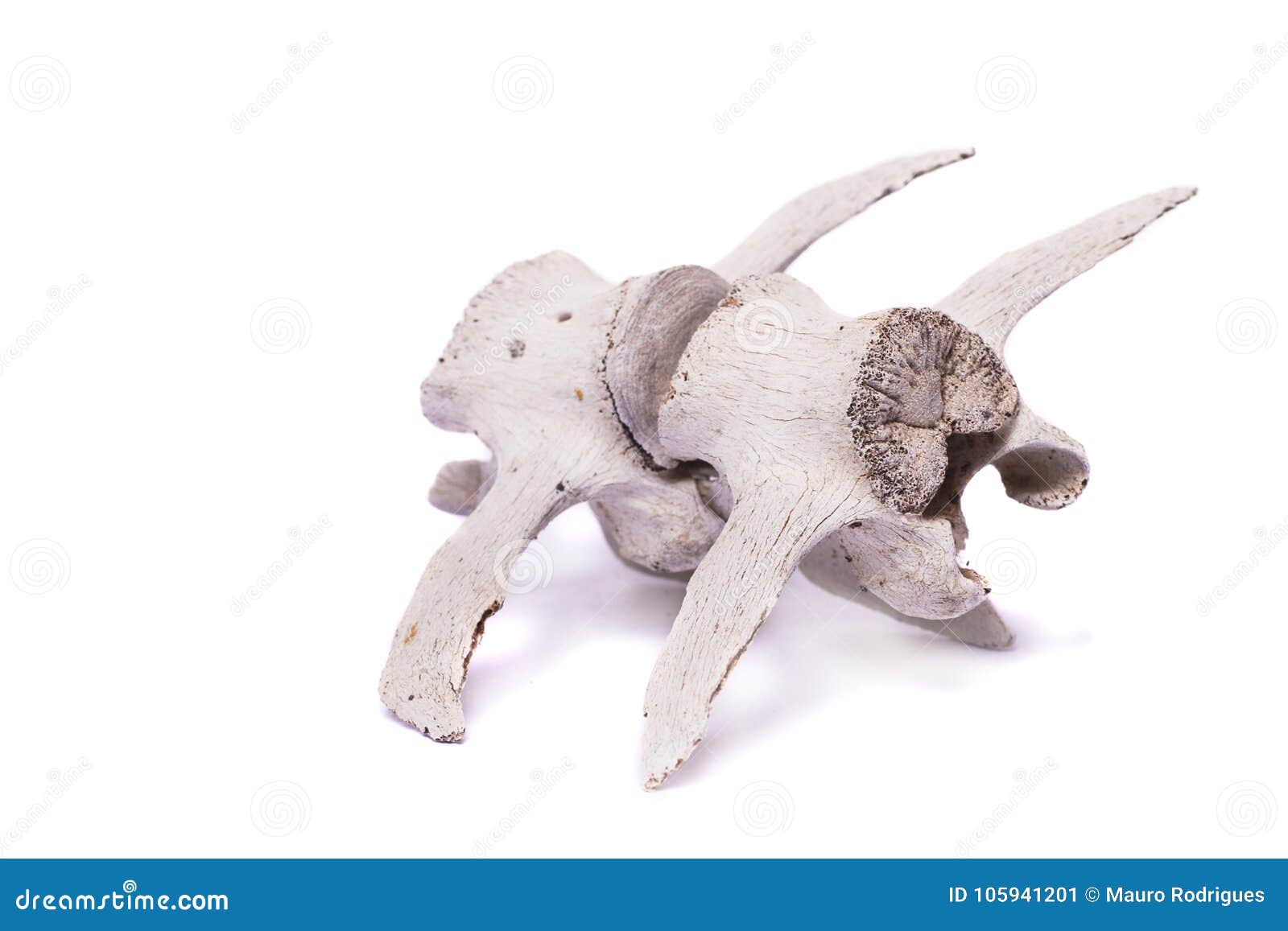 Back spine bones of sheep stock image. Image of animal - 105941201
