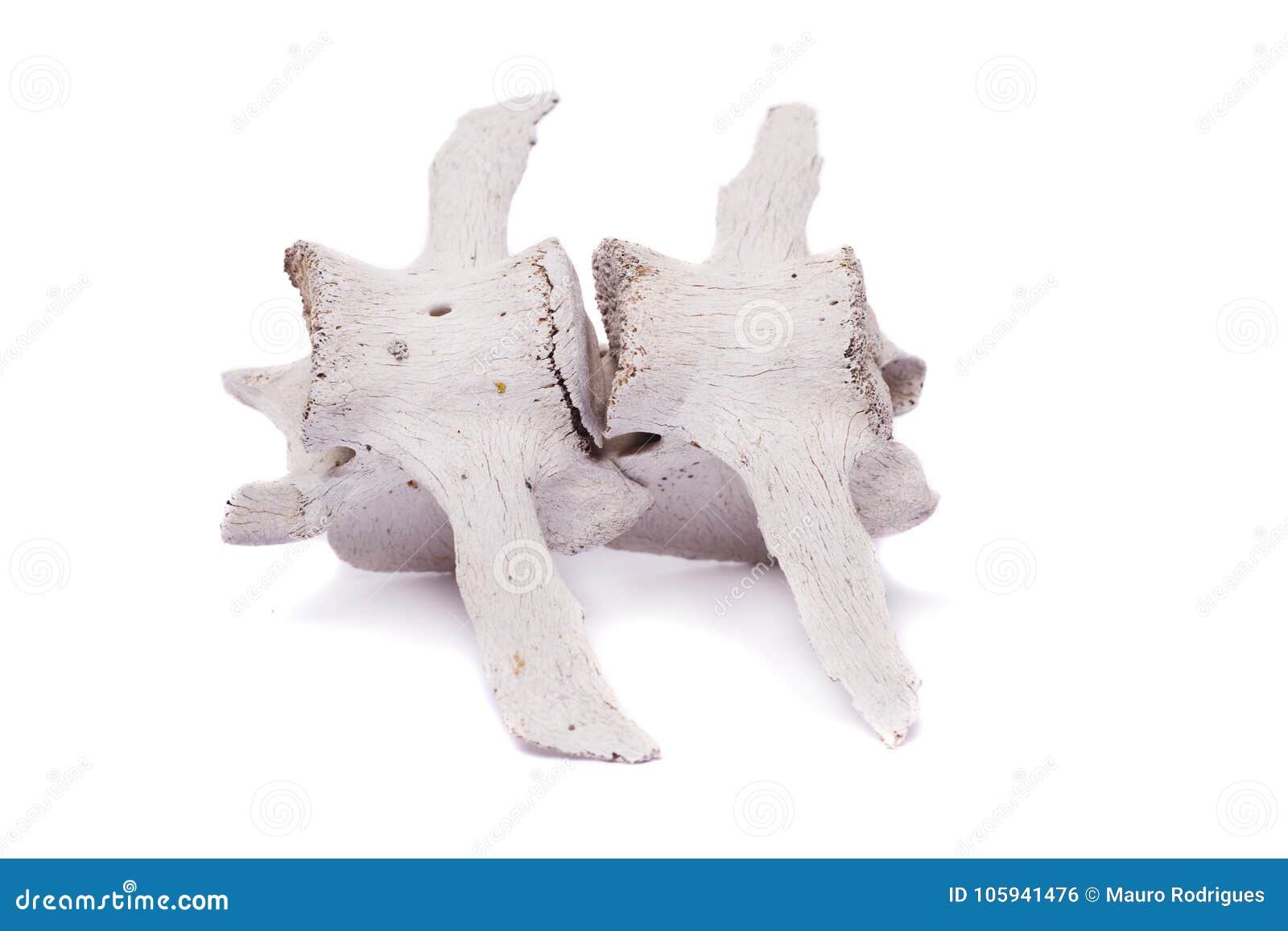 Back spine bones of sheep stock photo. Image of mammal - 105941476